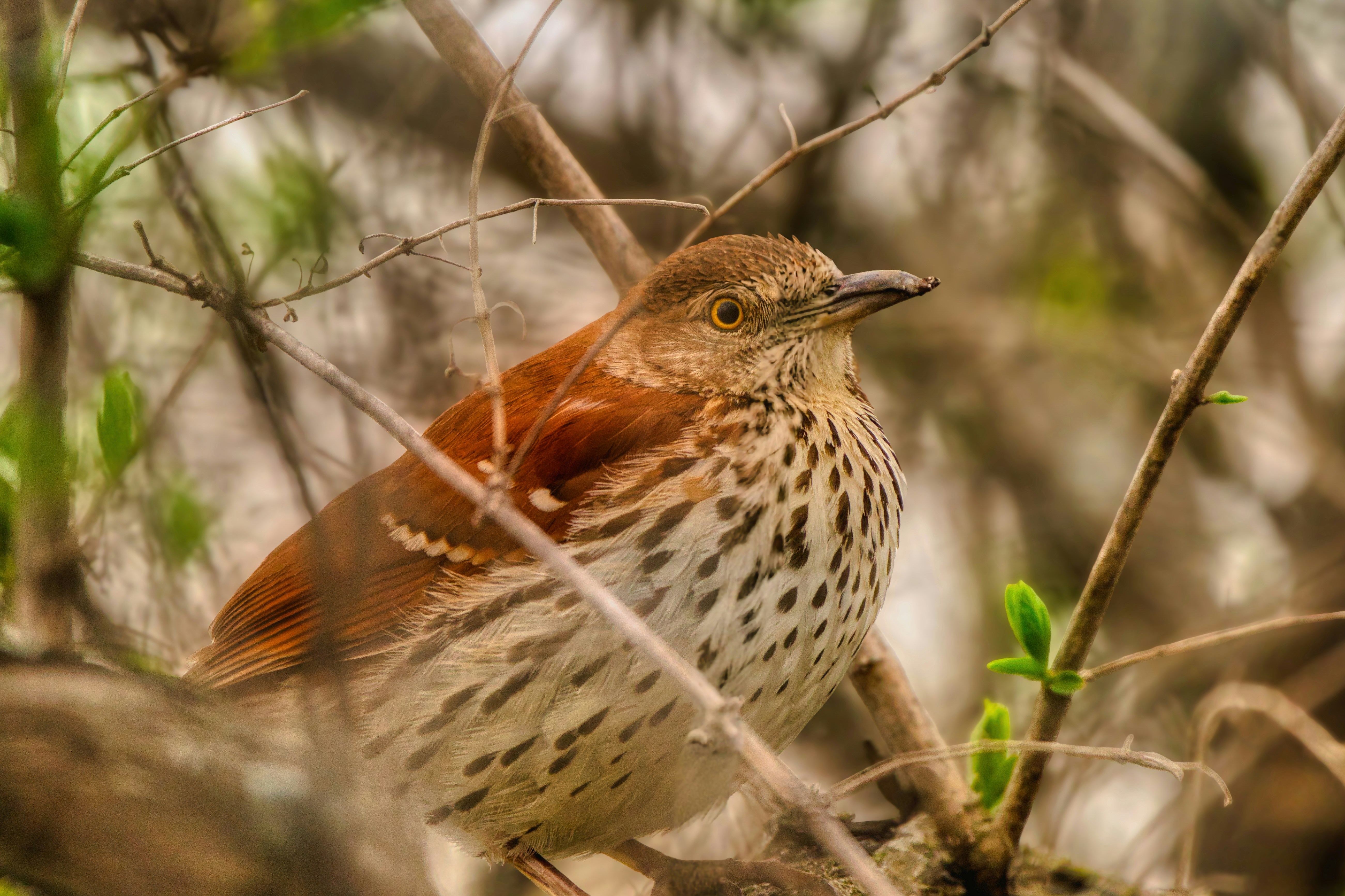 Rusty-breasted Thrush Amid Tangled Branches