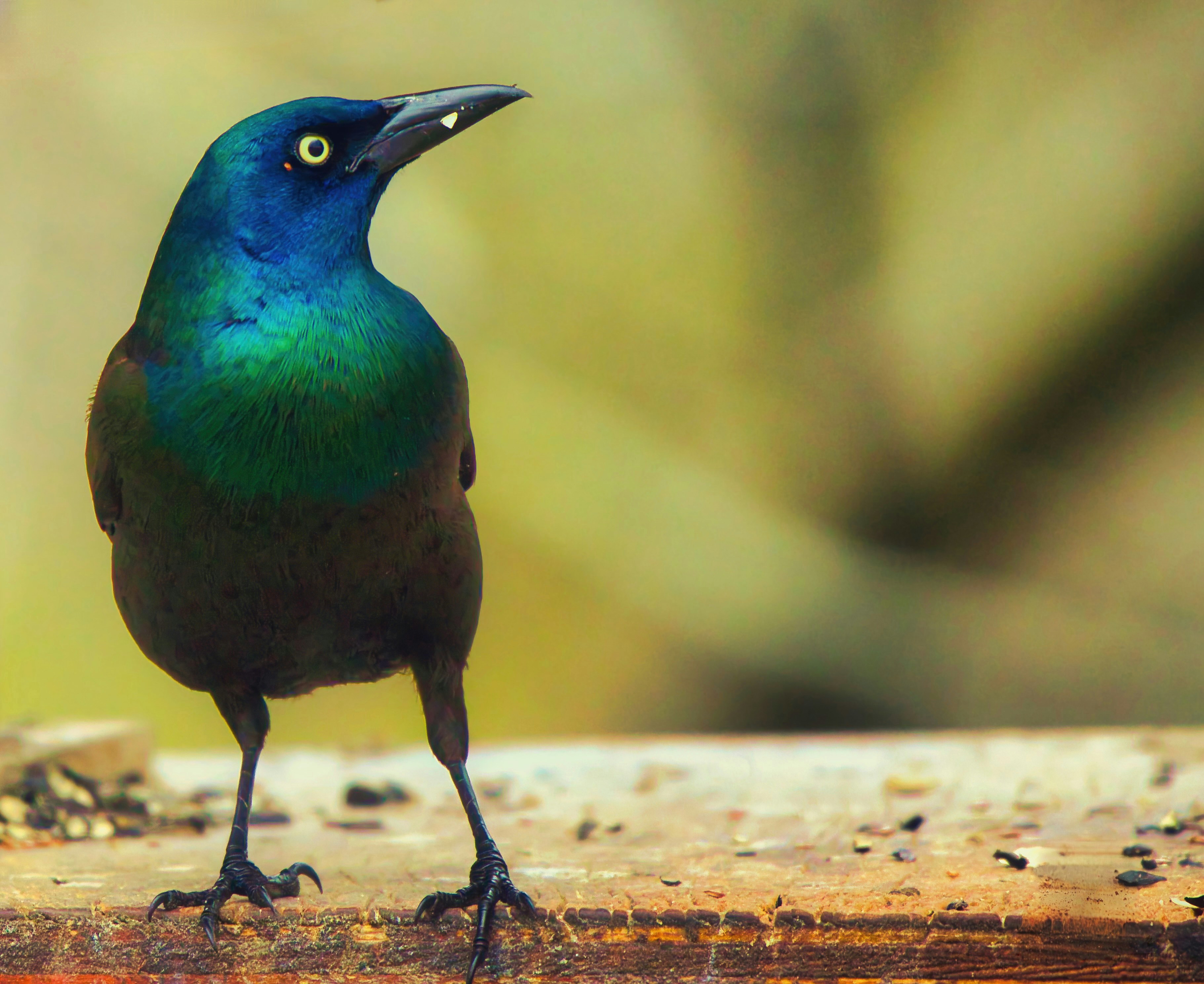 Iridescent Watcher on the Ribs of Dawn