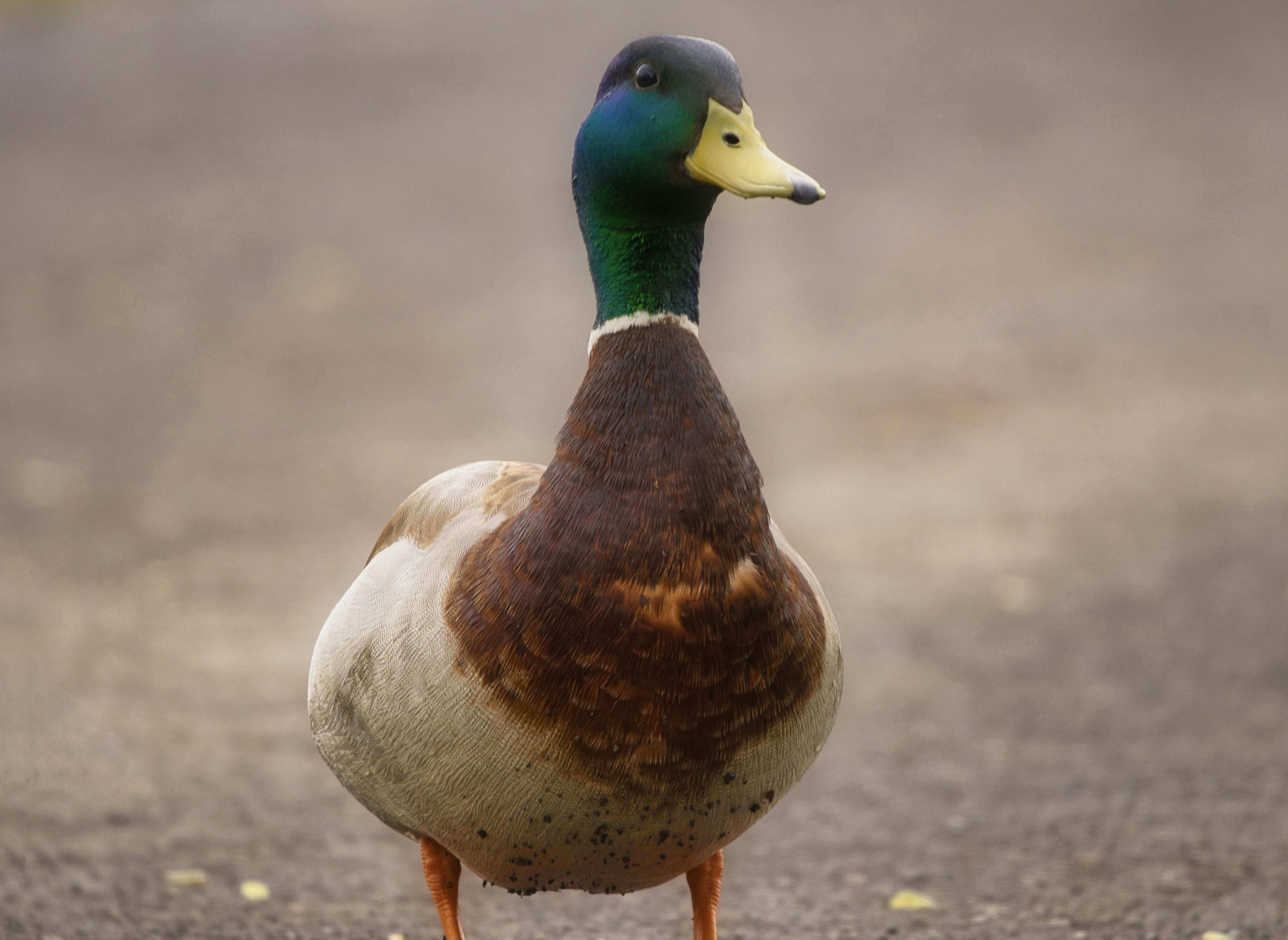 Portrait of a Mallard: Colorful Head, Grounded Gait