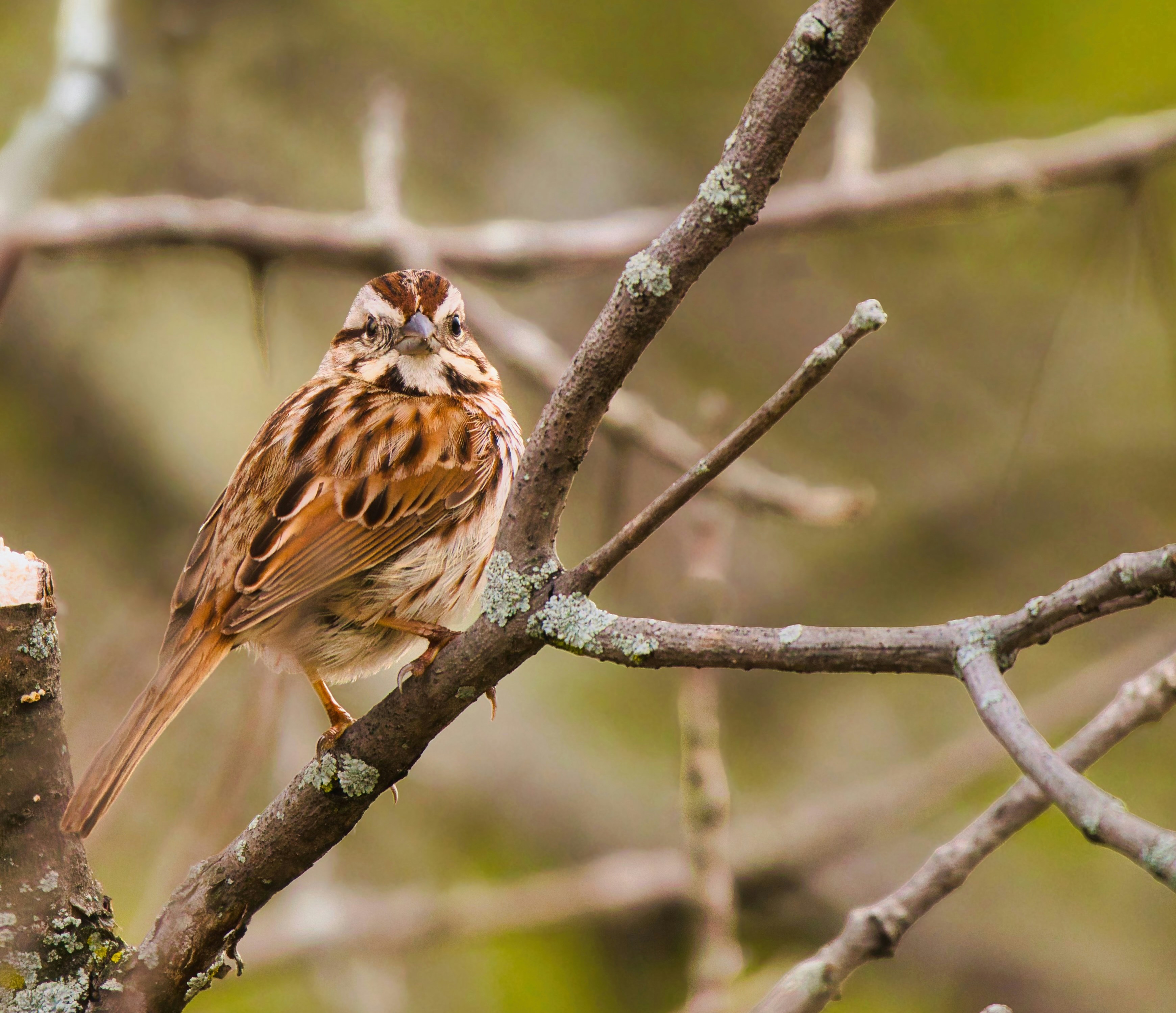 Streaked Songbird Perched on a Moss‑encrusted Branch