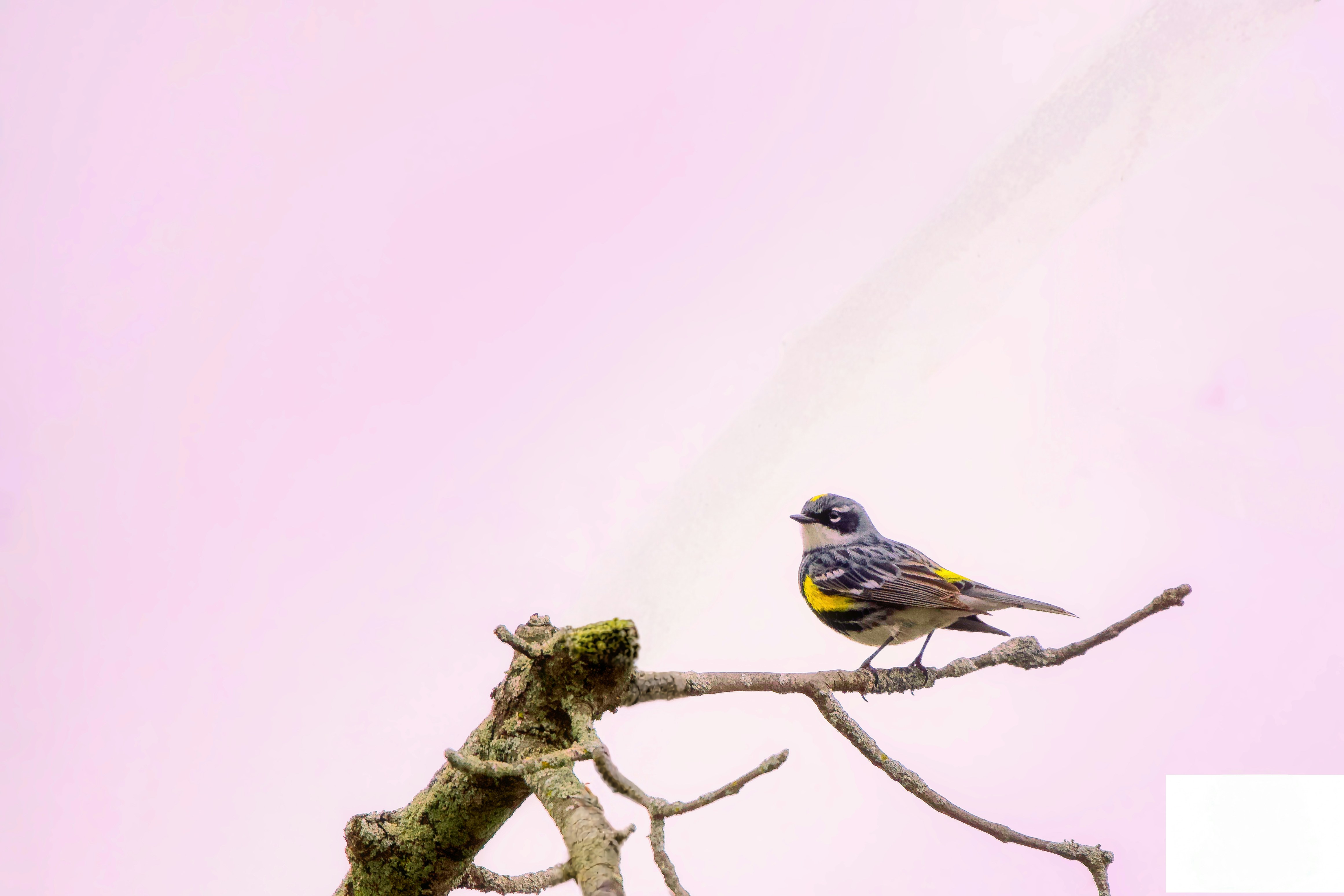 Yellow-bellied Warbler perches on a mossy branch against a pastel sky