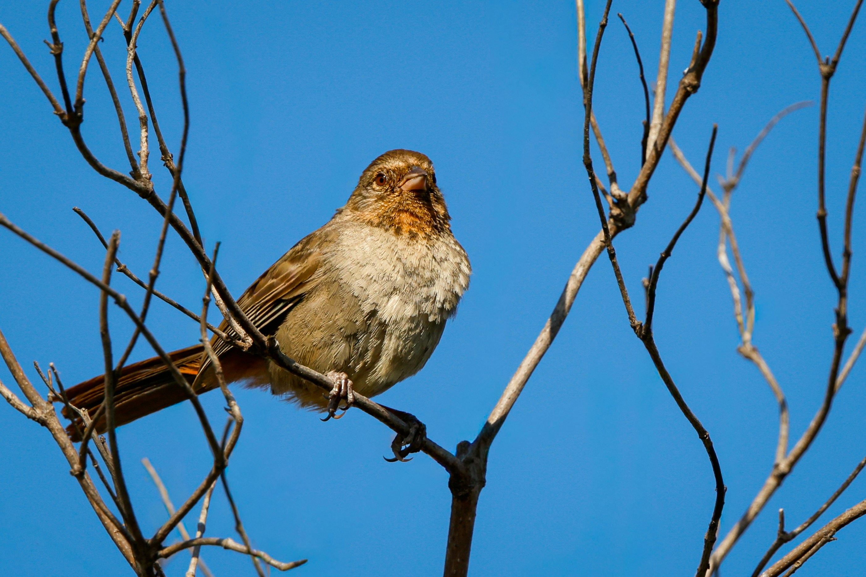 Perched Ember: A Songbird Against a Sky-Blue Backdrop