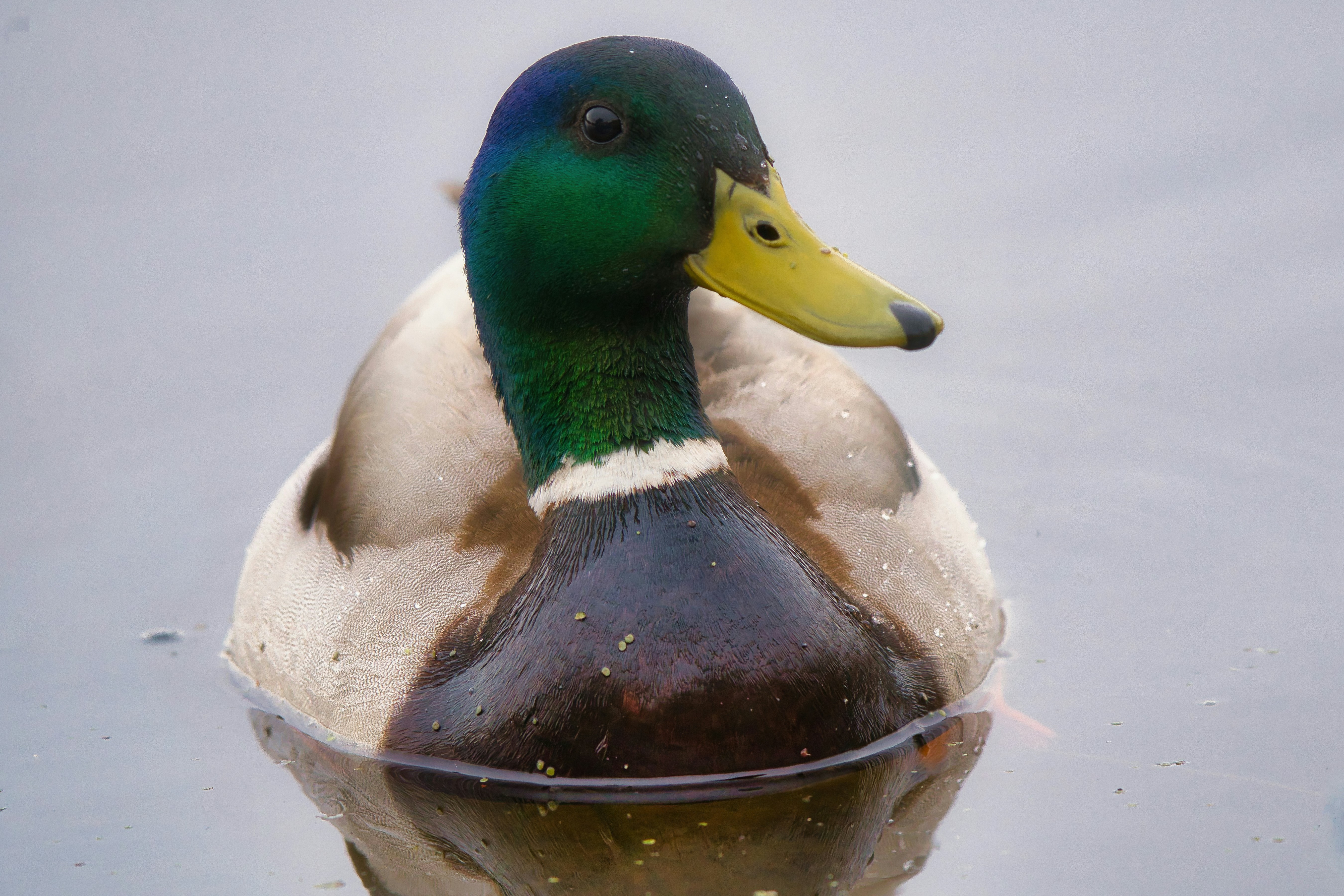 Green-Headed Dive: A Mallard’s Quiet Portrait on Glassy Water