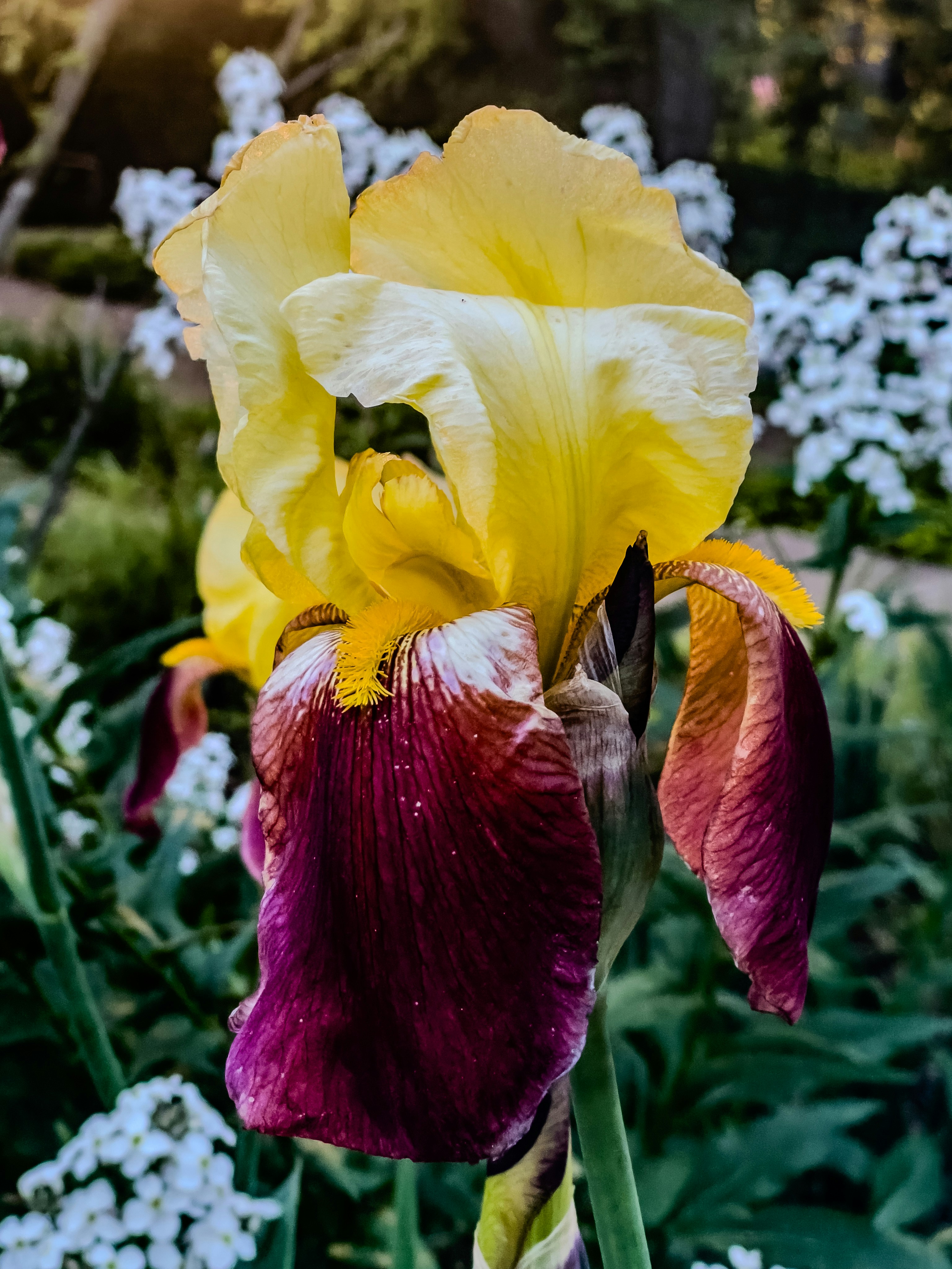 Amber Crown: A Yellow Iris Rising Above Velvet Burgundy Petals