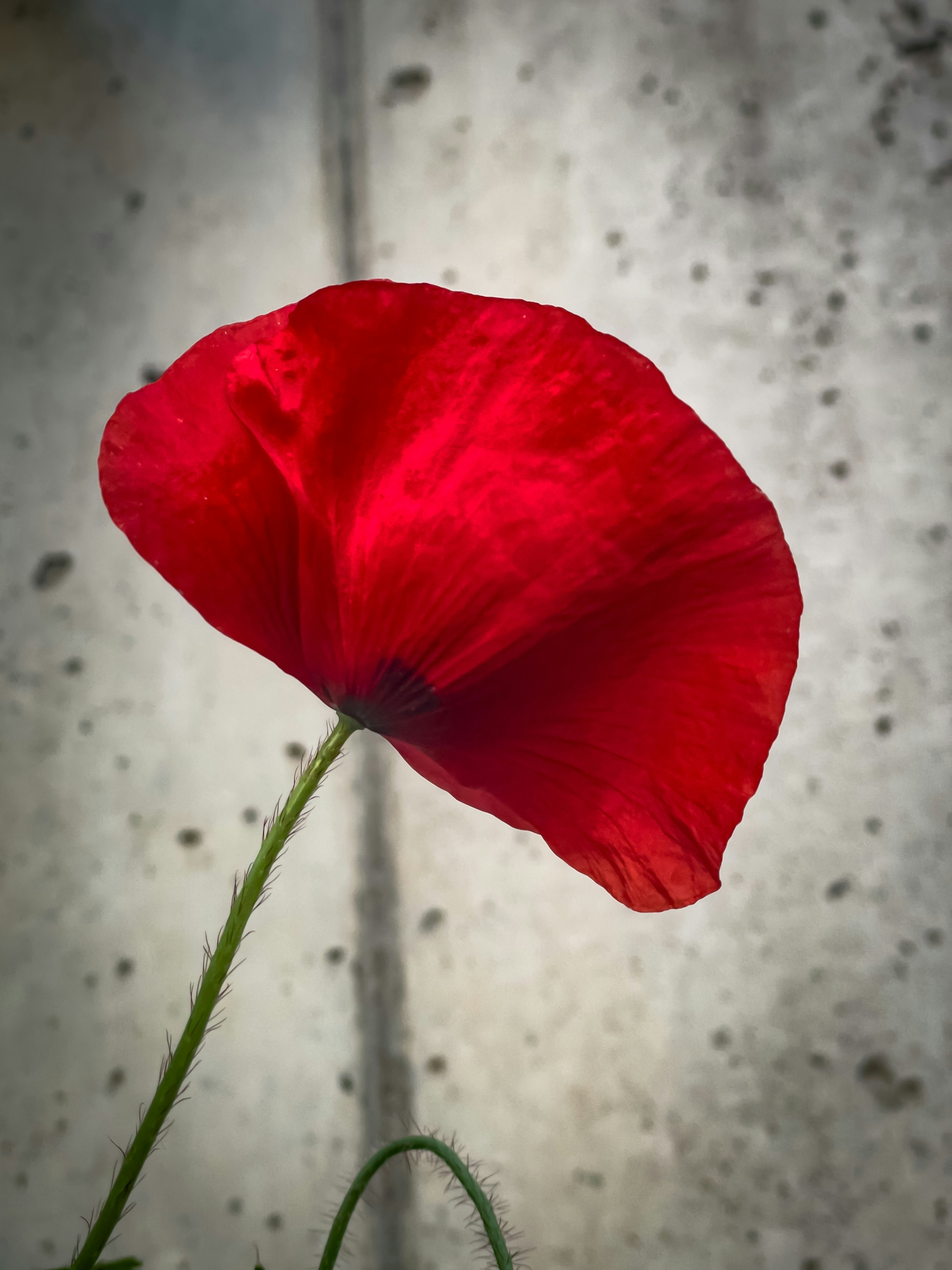 Crimson Petal Against a Quiet Concrete Window