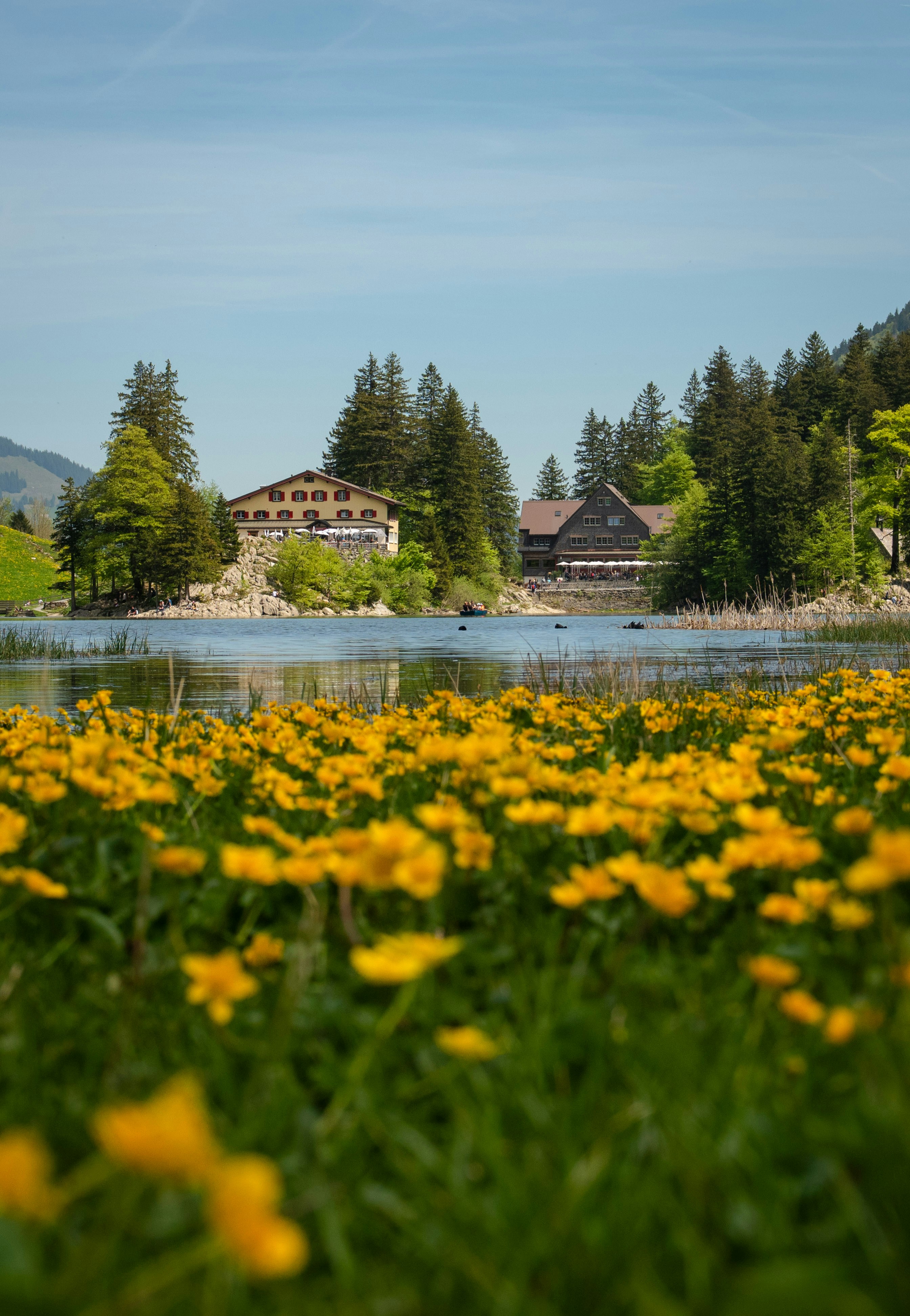 Lakeside Chalet Bloom: A Meadow of Gold by the Water