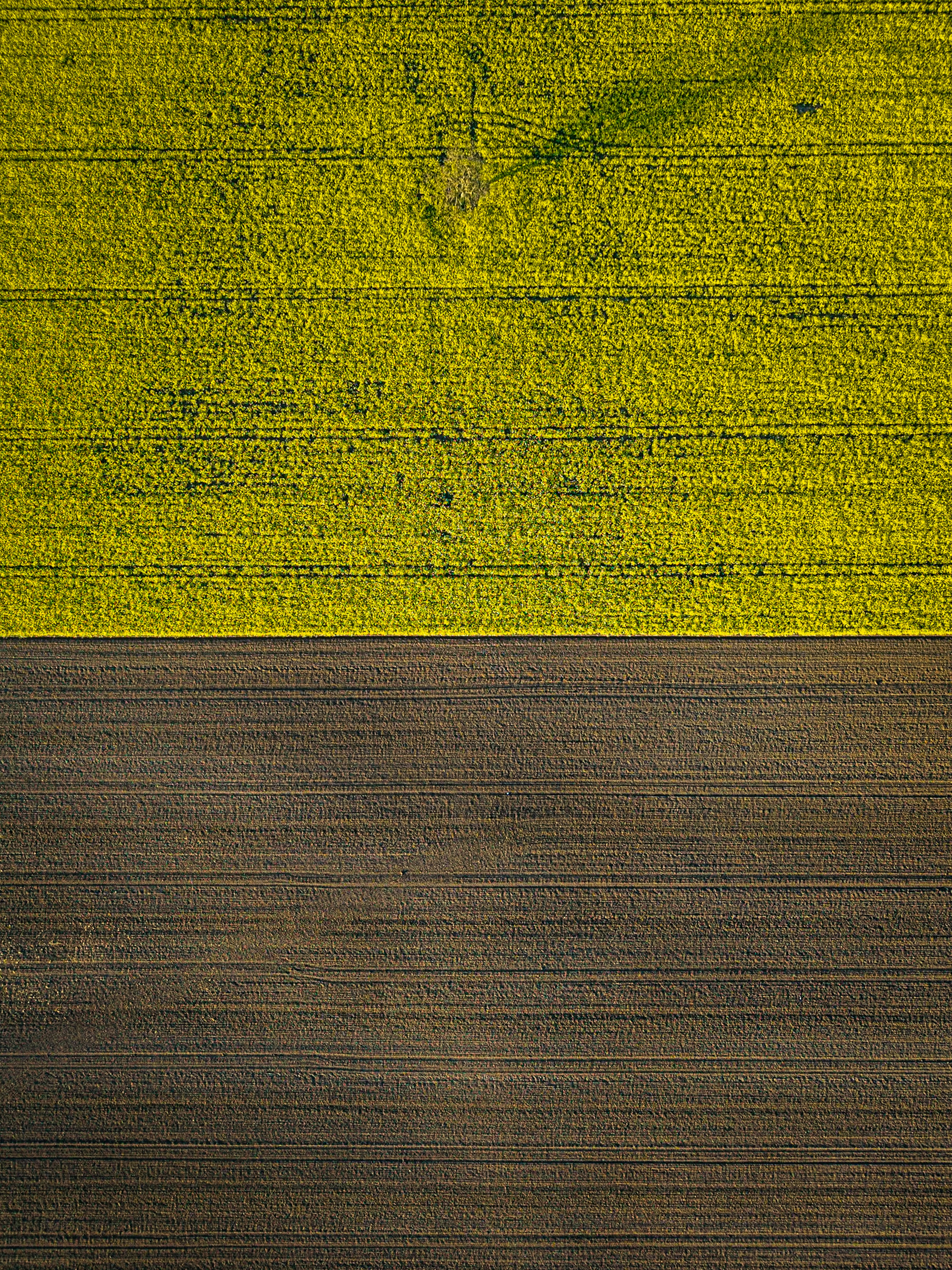 Gold Field, Dark Plowed Border: Aerial Slice of Harvested Terrain