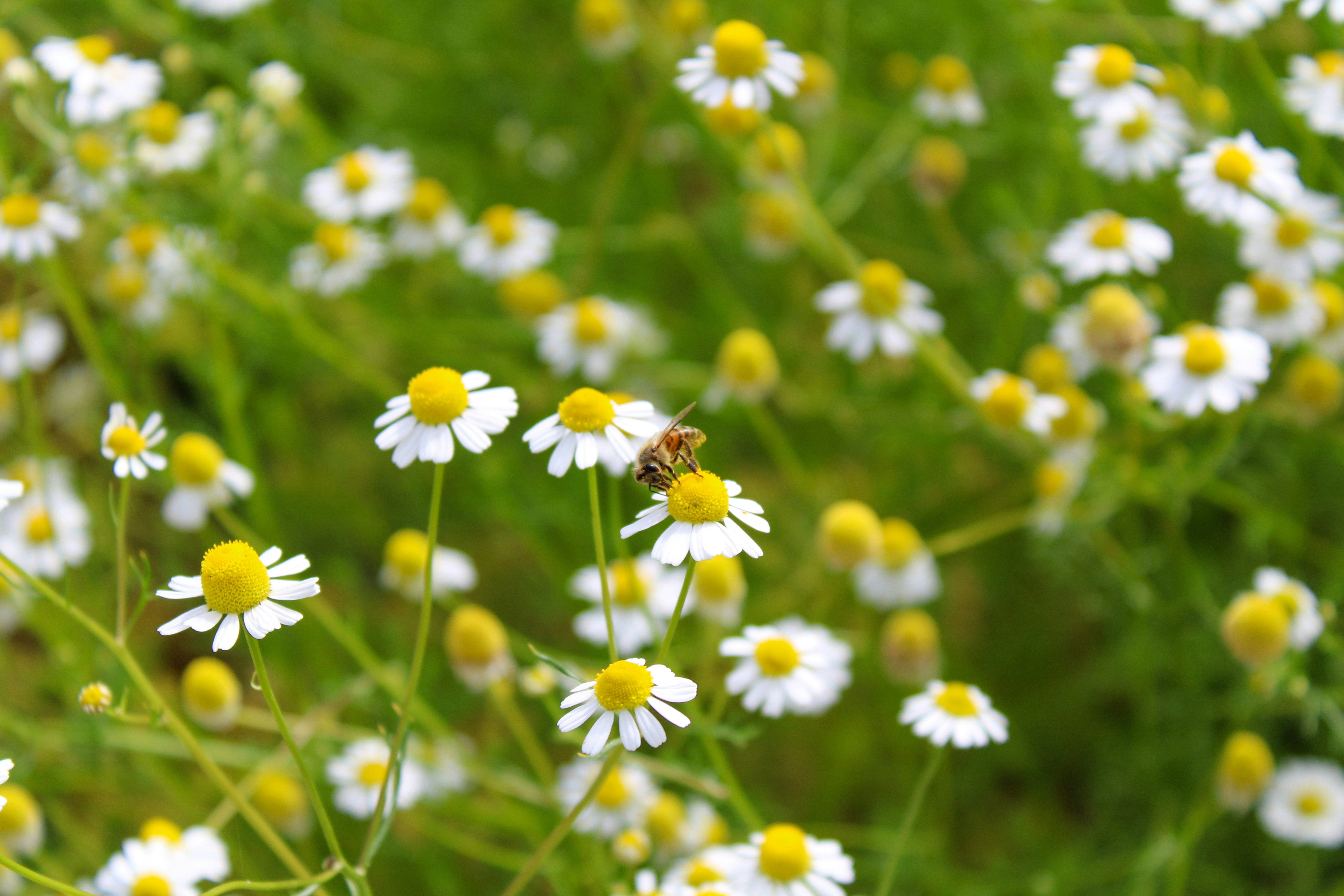 Bee on a Daisy Chorus in a Bright Field
