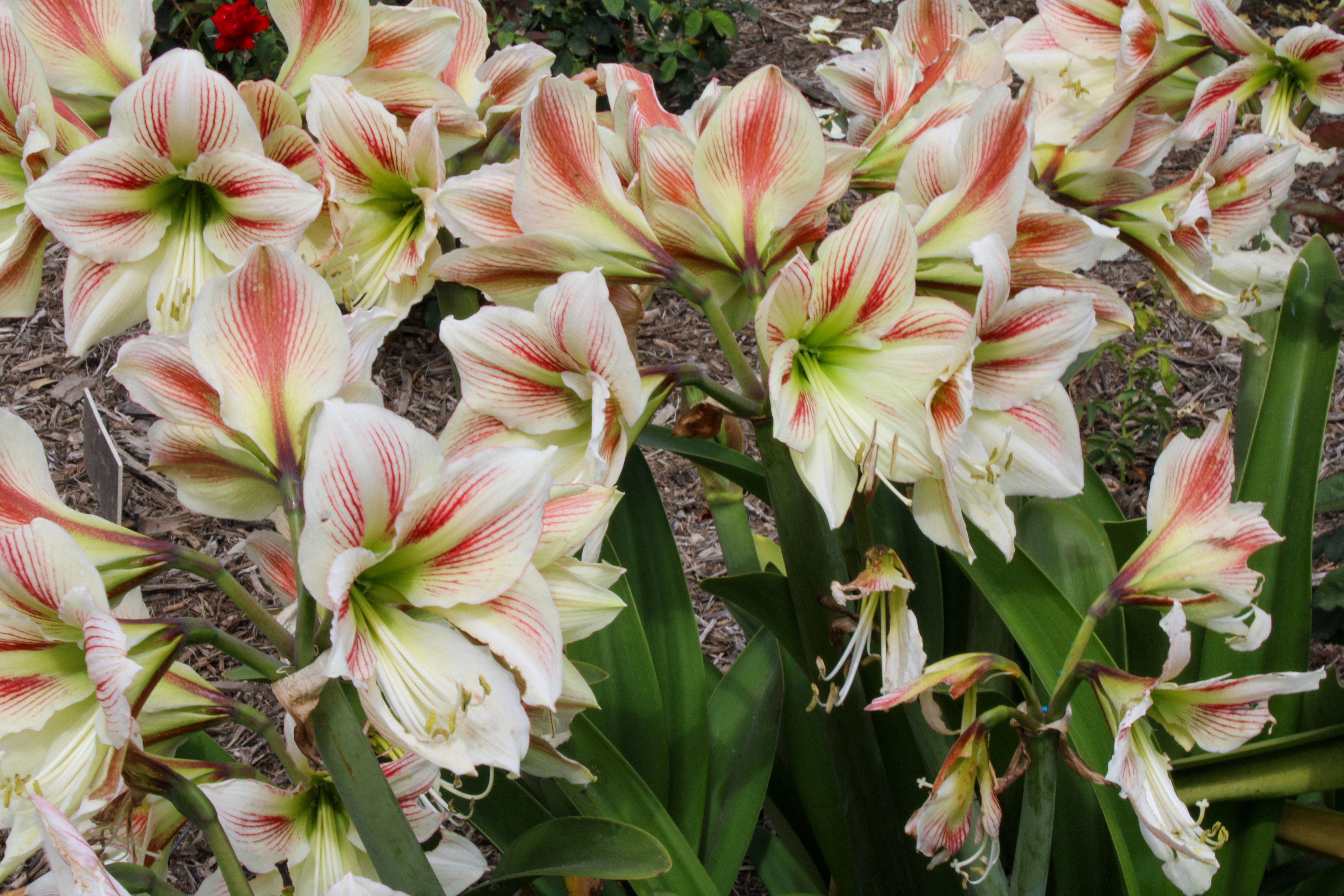 Petals in Bloom: Creamy Amaryllis Fronds with Coral Striations