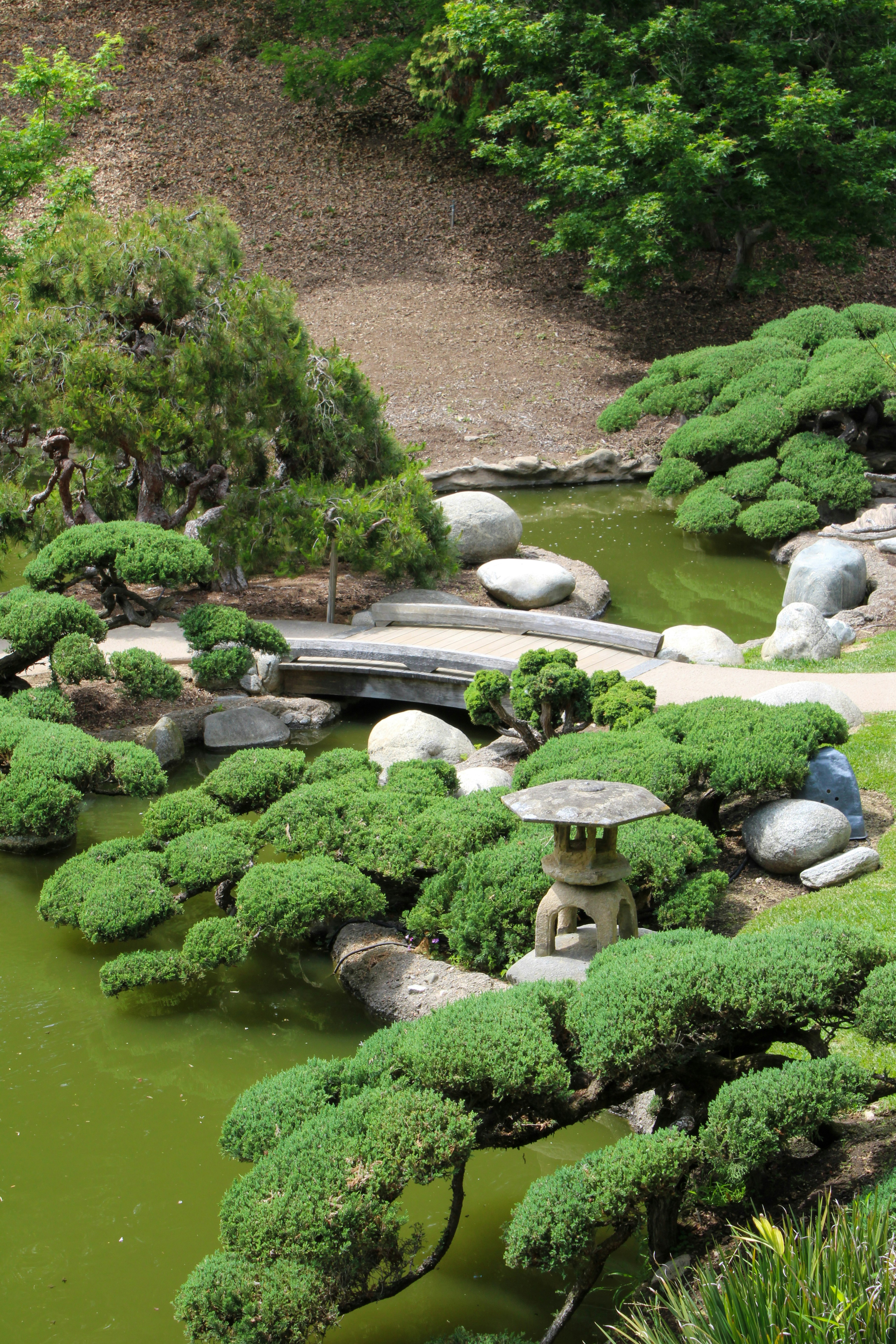 Tranquil Japanese-style Garden Scene with Bonsai-like Shrubs and Stone Lantern