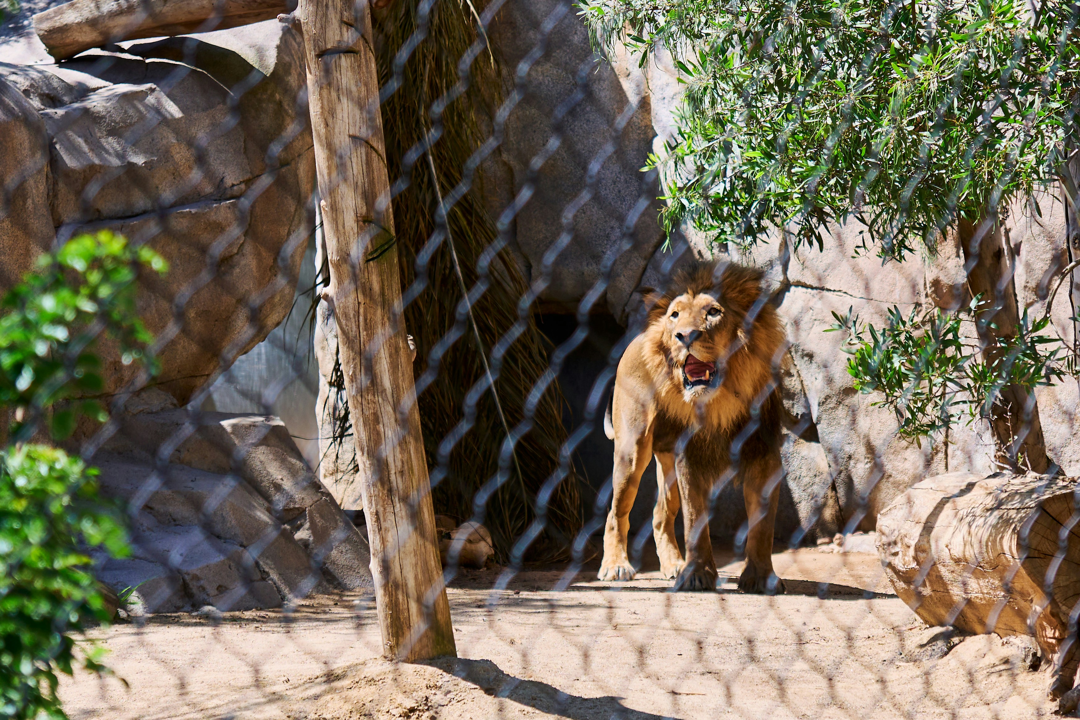 Caged Gatekeeper: A wary dog at the rocky enclosure