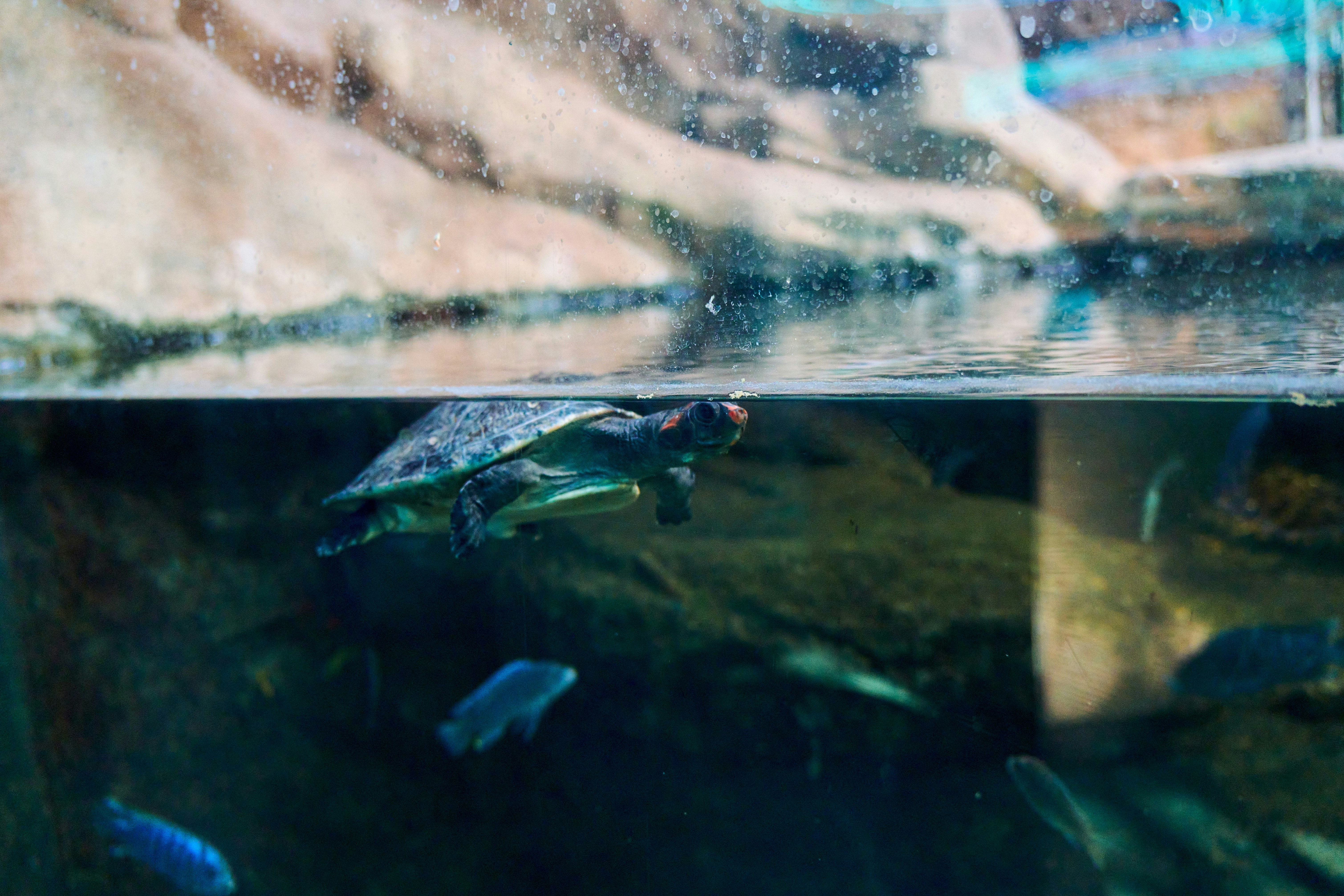 Underside Encounter: A Turtle Glides Beneath the Glass
