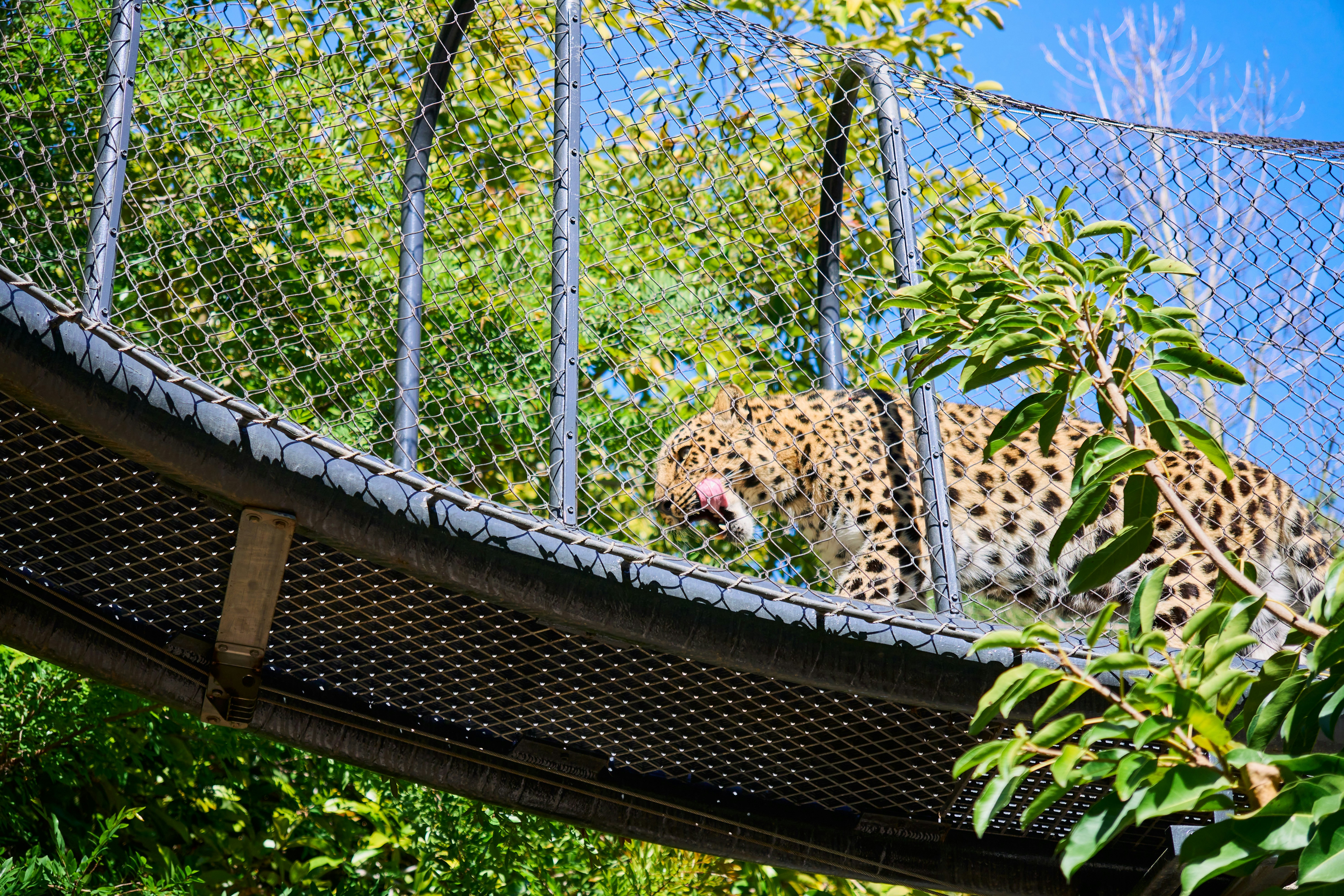 Curved Bridge Stalker: Leopard Traverses the Forest Crossing