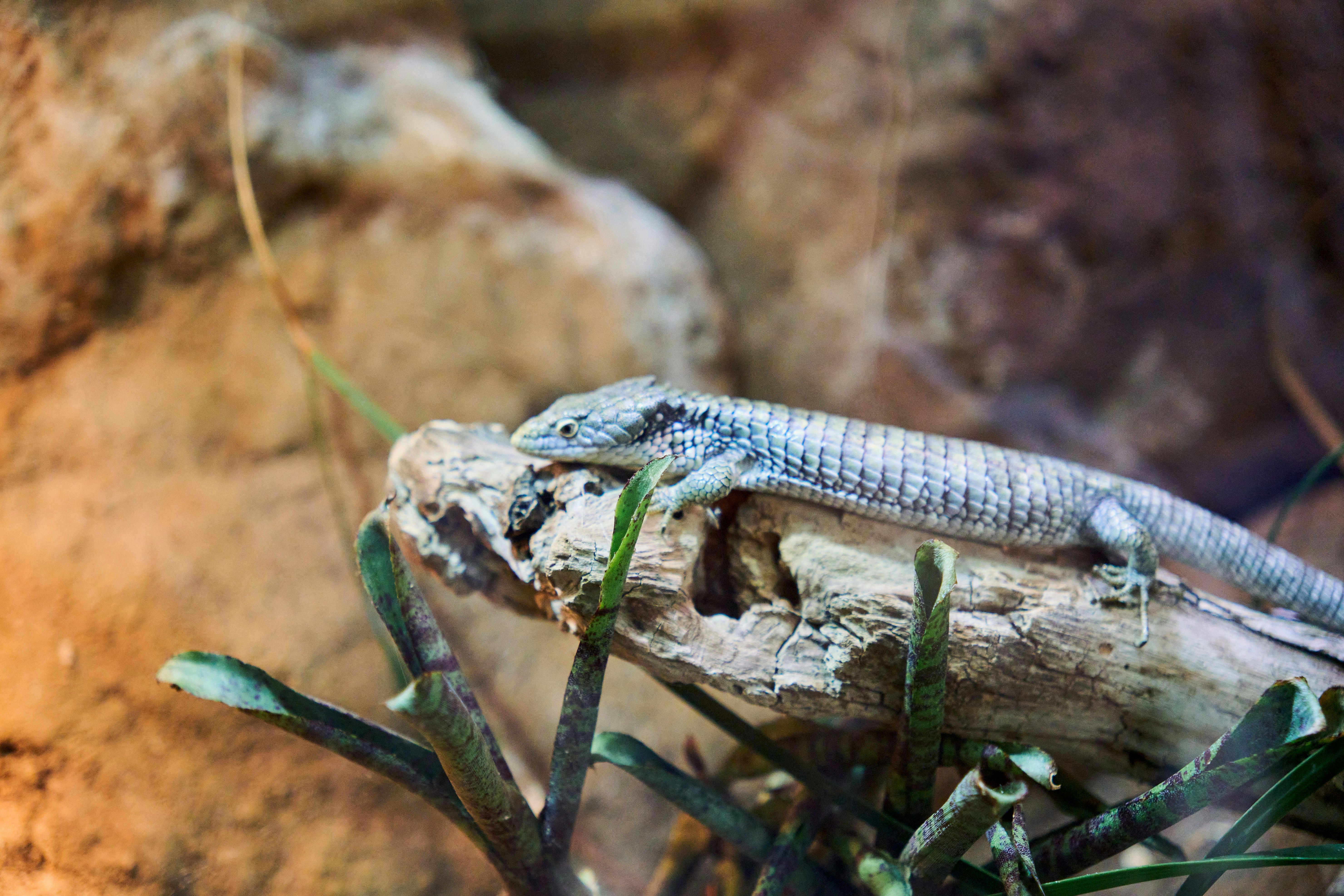 Sunlit Lizard on a Weathered Log