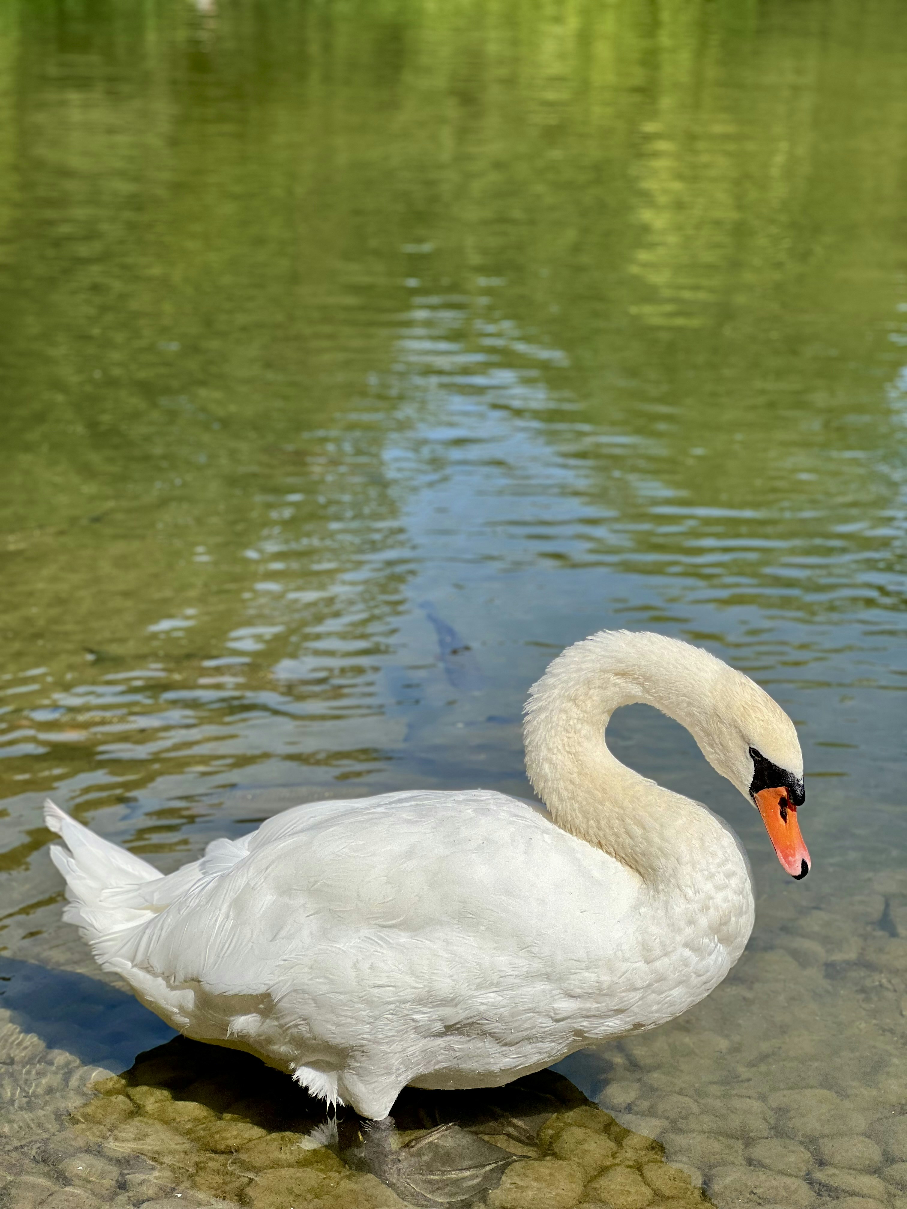 Swift Arching Grace: A White Swan at the Water’s Edge
