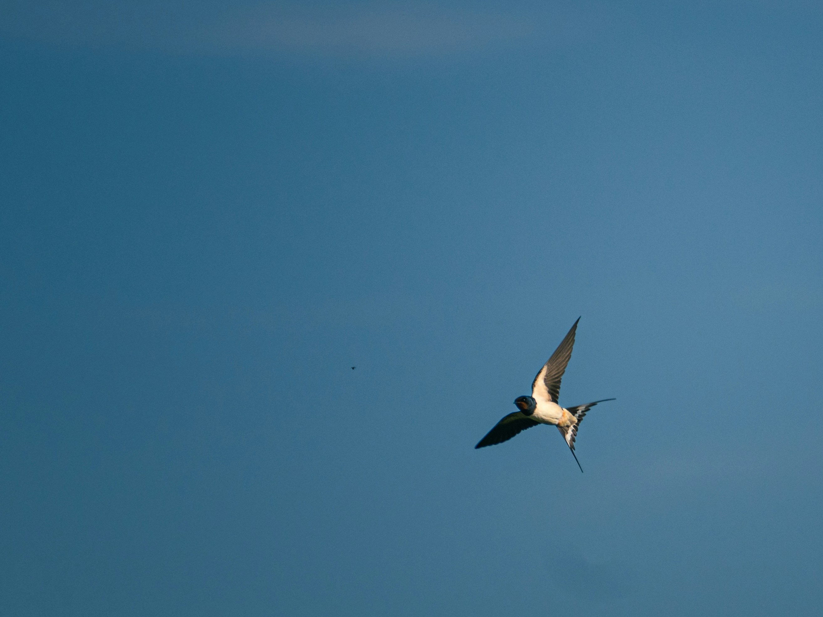 Beacon of Flight: Tiny Skimmer Against Wide Blue