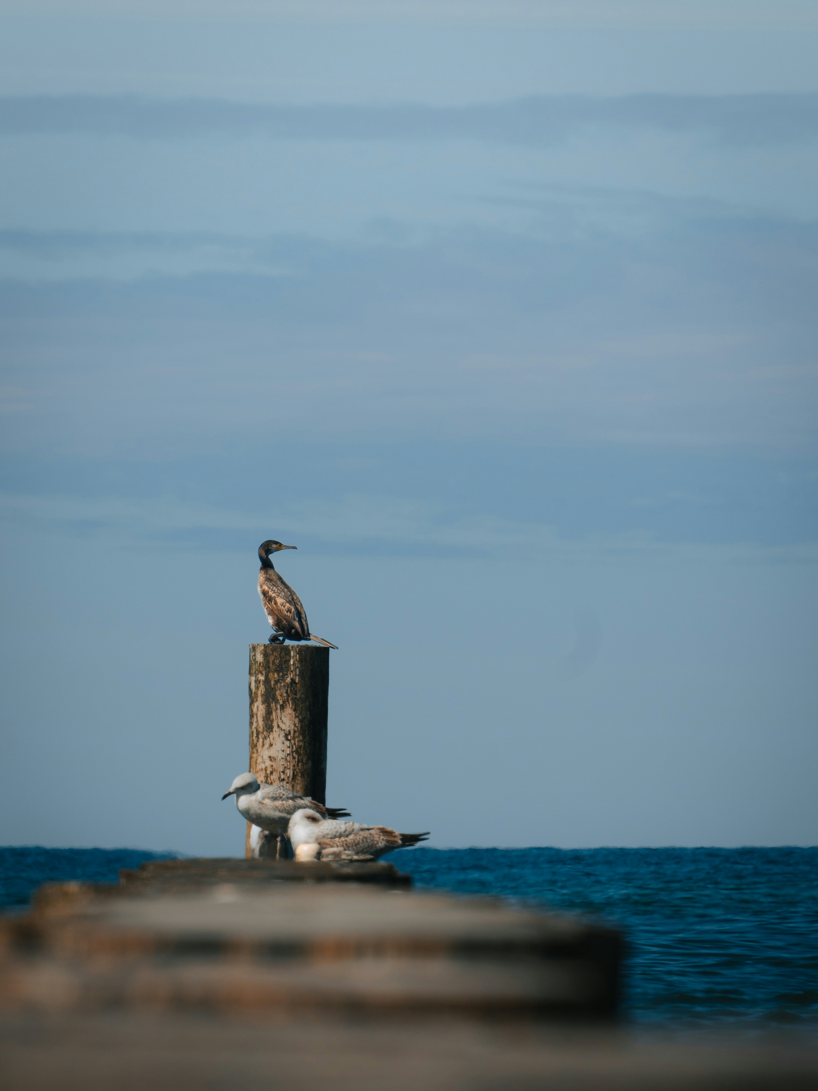 Perched on a Beacon: A lone cormorant and gulls on a weathered jetty
