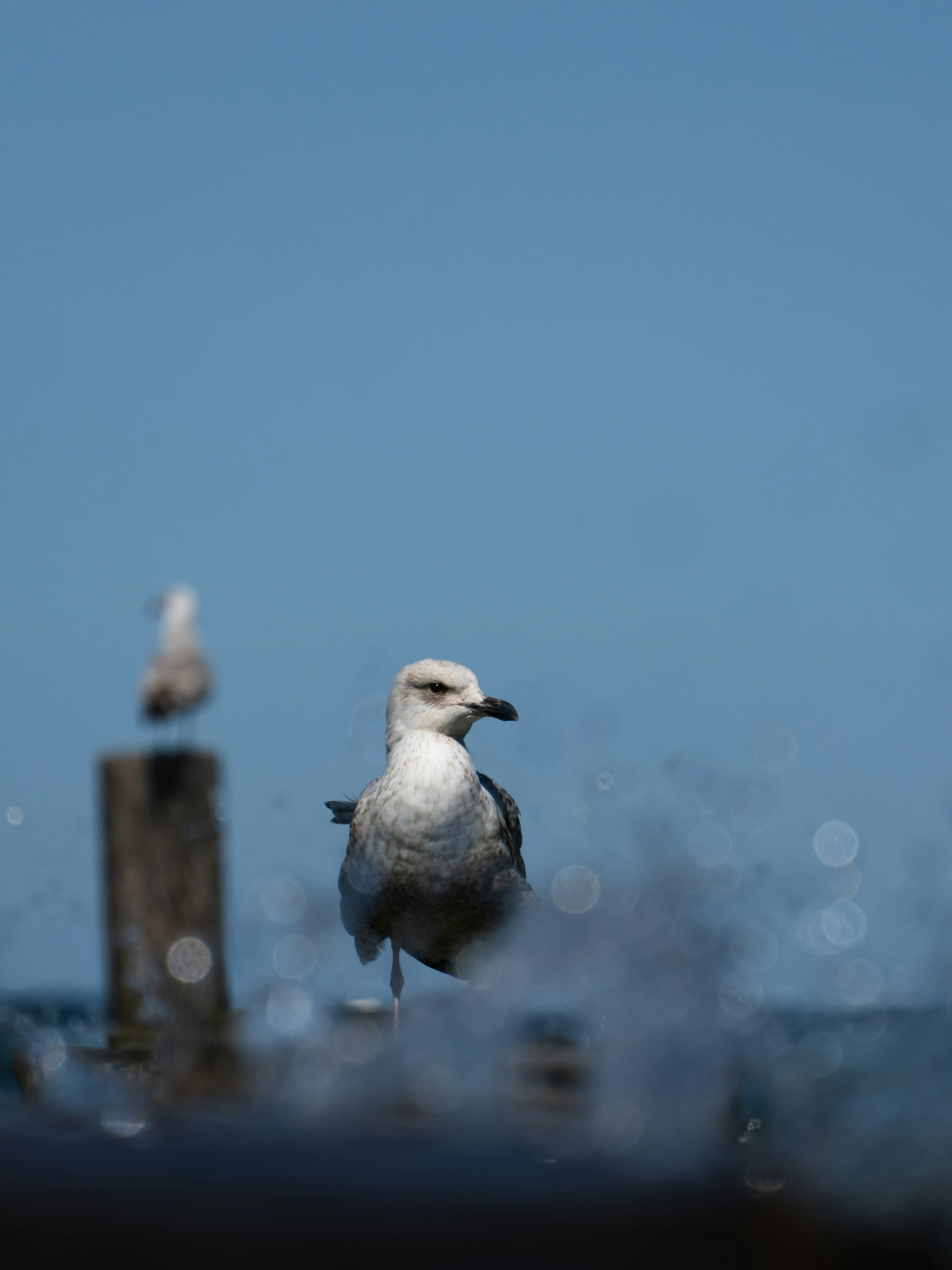 Harbor Gull in a Quiet Blue Moment