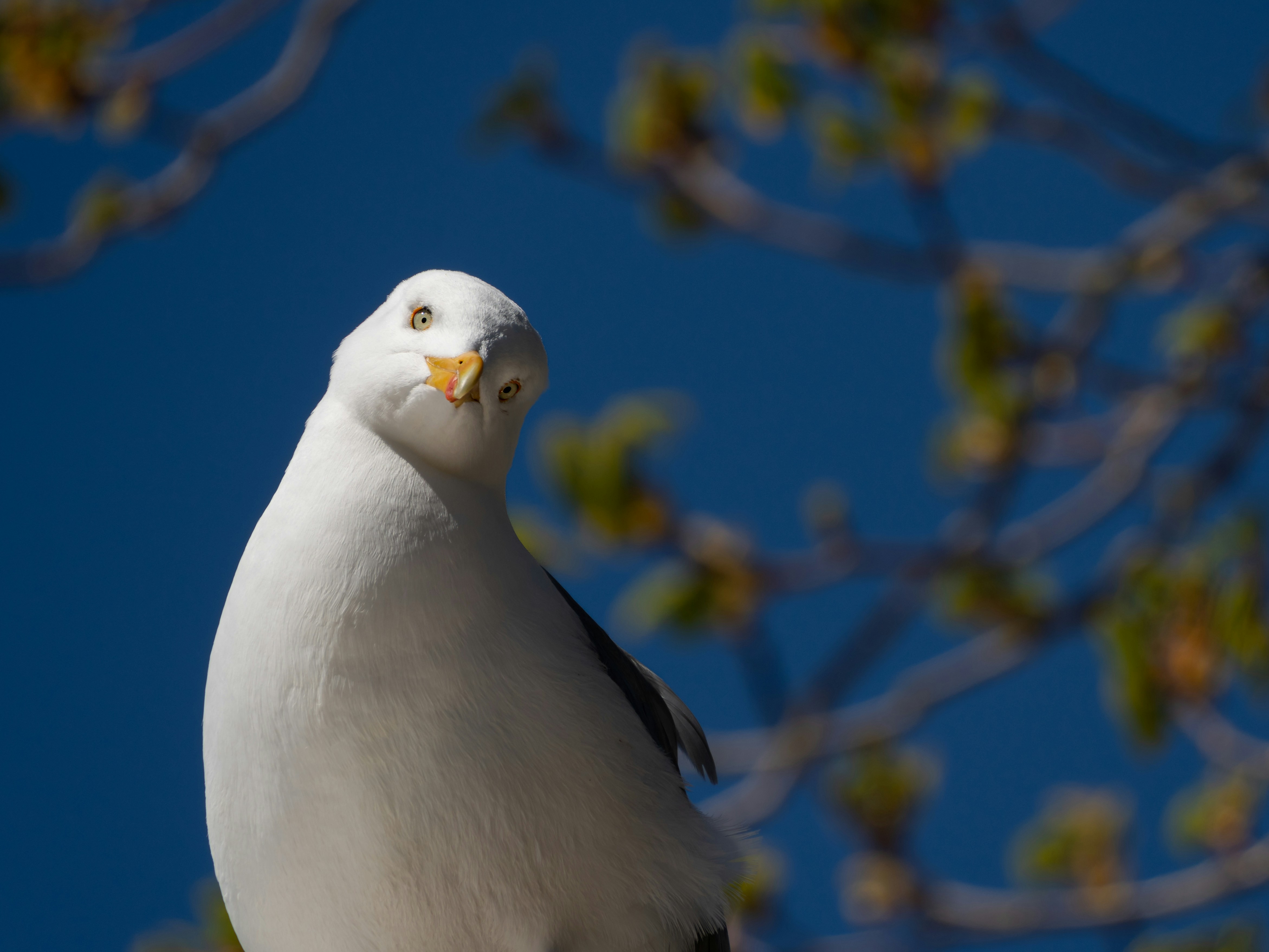 Low-Angle Portrait of a Curious Gull Under Clear Blue Skies