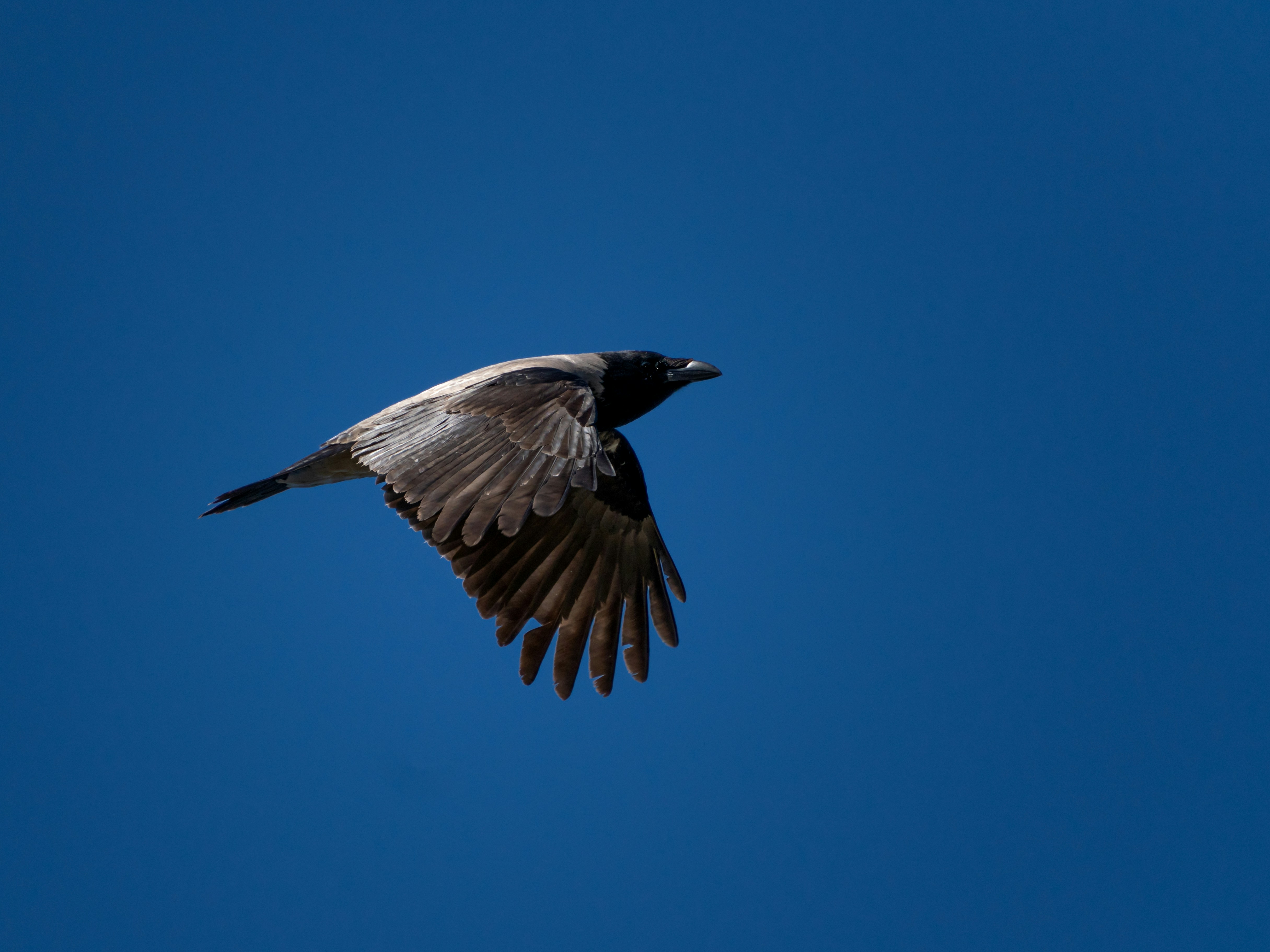 Mid‑Flight Black Crow Against a Clear Blue Canvas