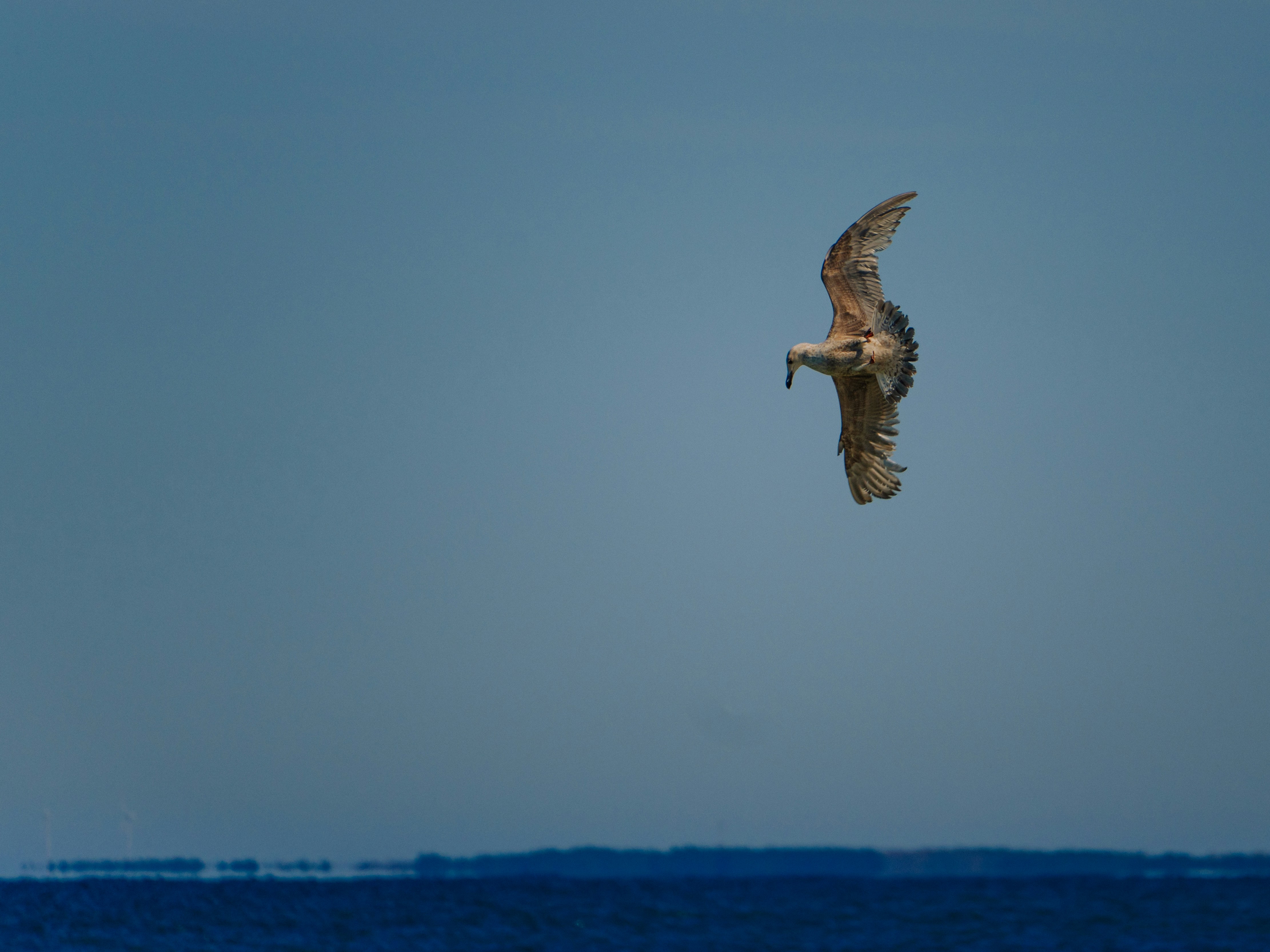 Lone Seabird Soaring Above the Quiet Horizon