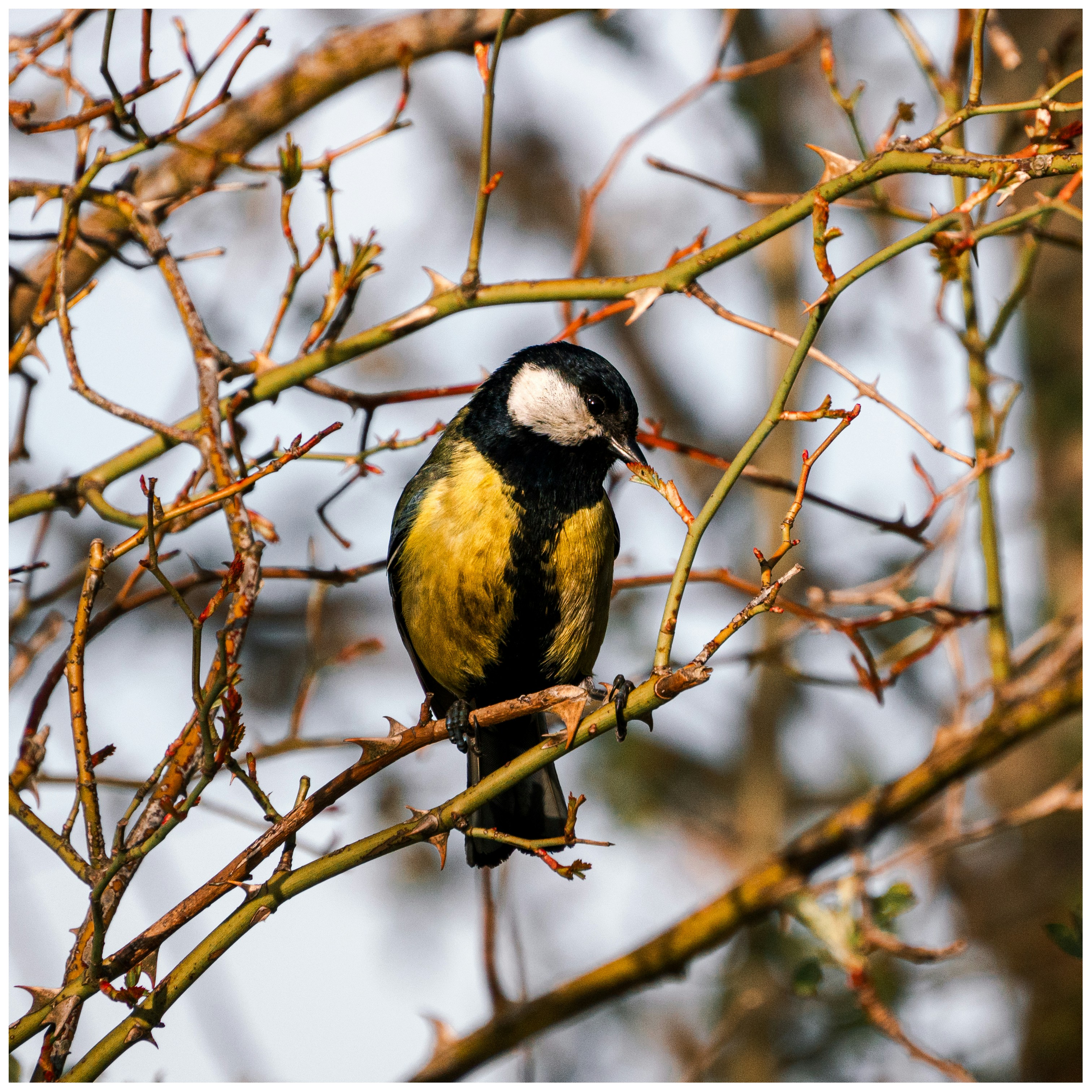 Yellow-breasted Bird on a Tangle of Winter Branches