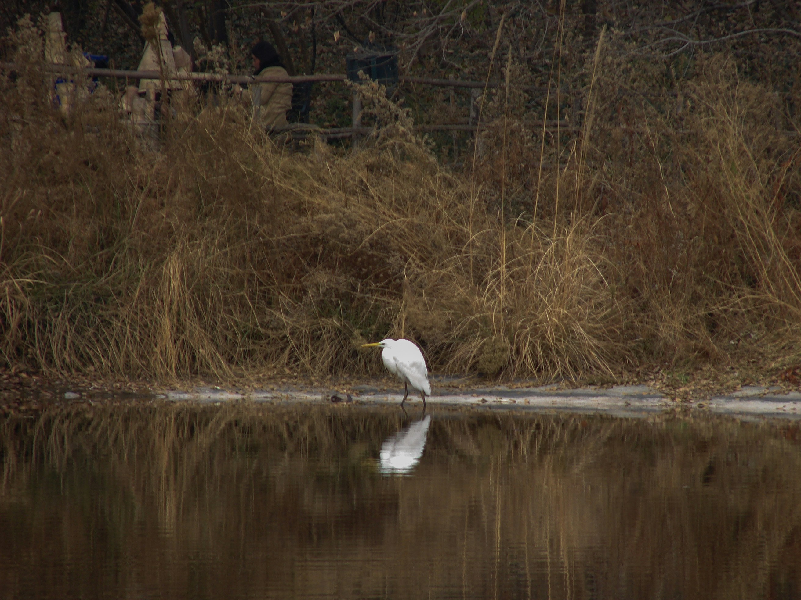 White Heron at the Waterline: Quiet Reflection by the Reed Bed
