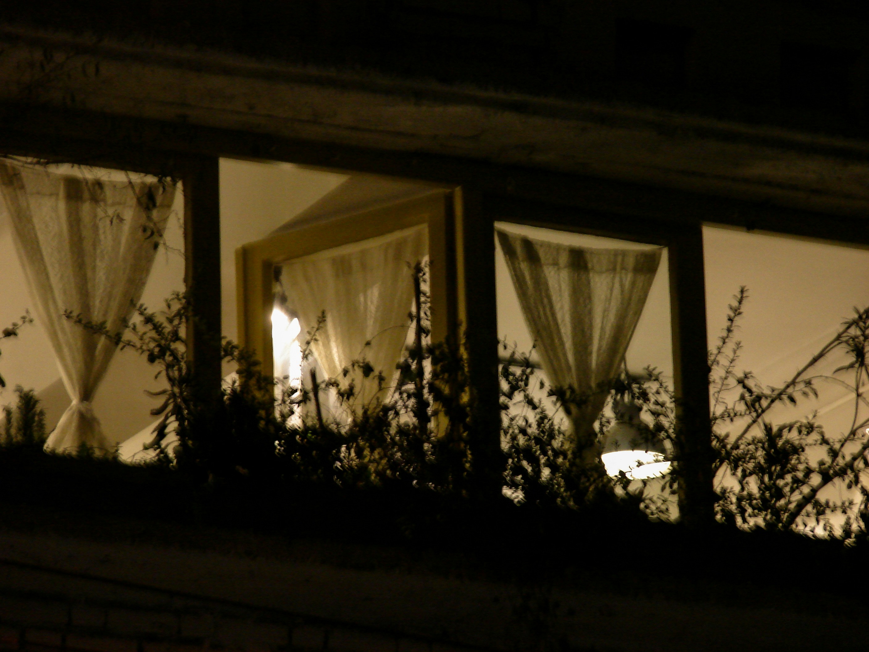 Dimly lit window with sheer curtains and foliage along the sill, softly backlit from warm interior lighting.