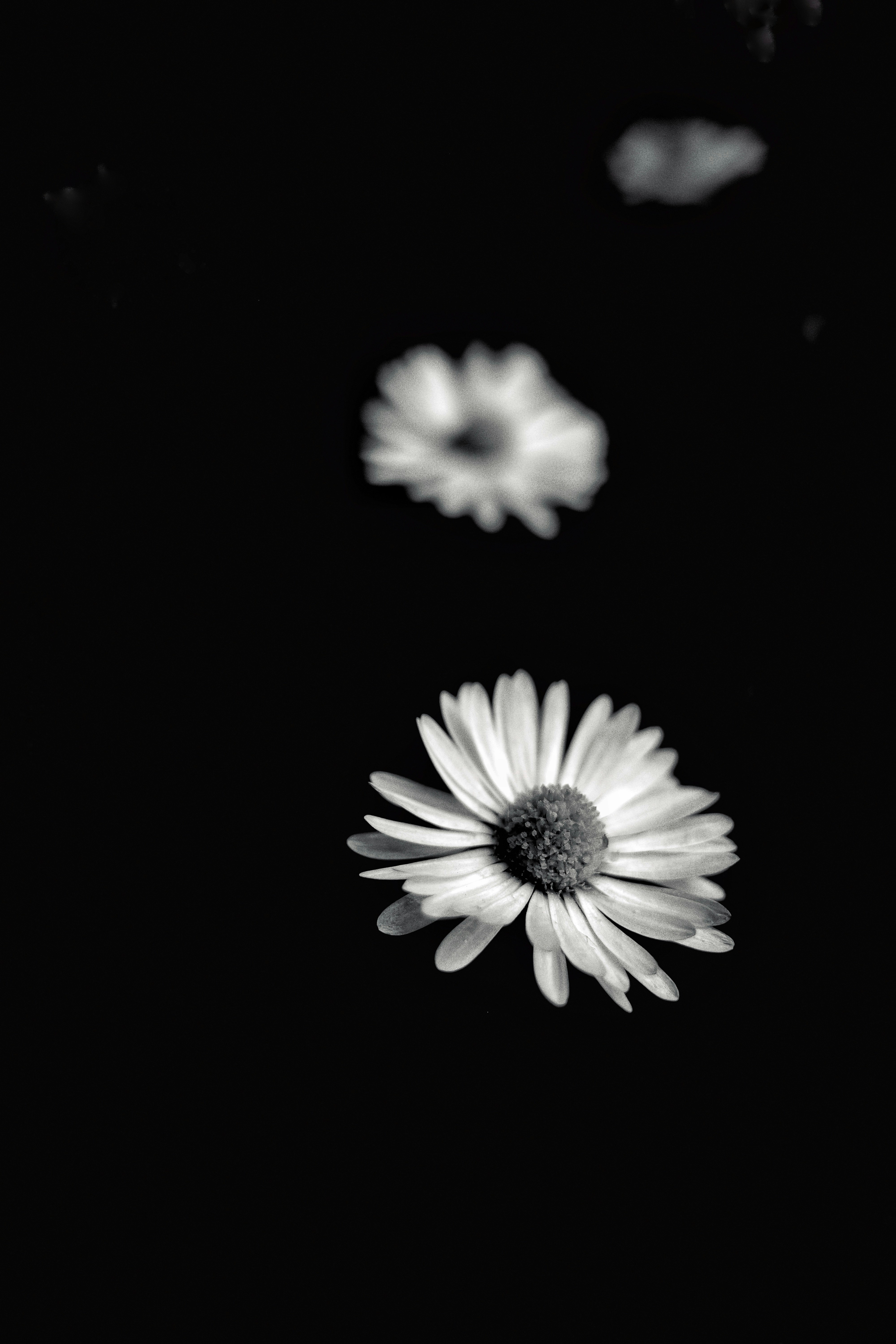 Daisy