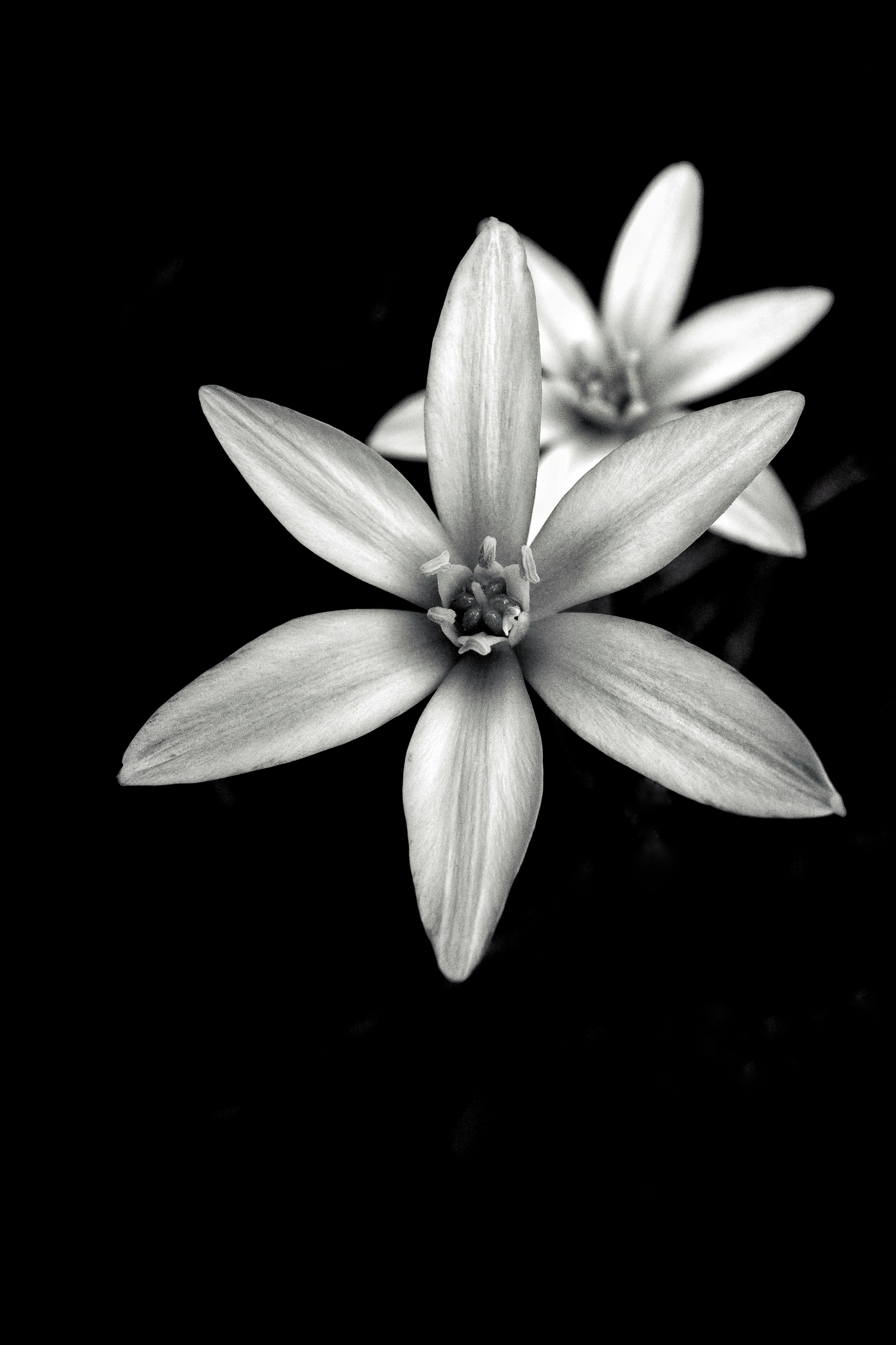 Single bloom in high-contrast monochrome spotlight