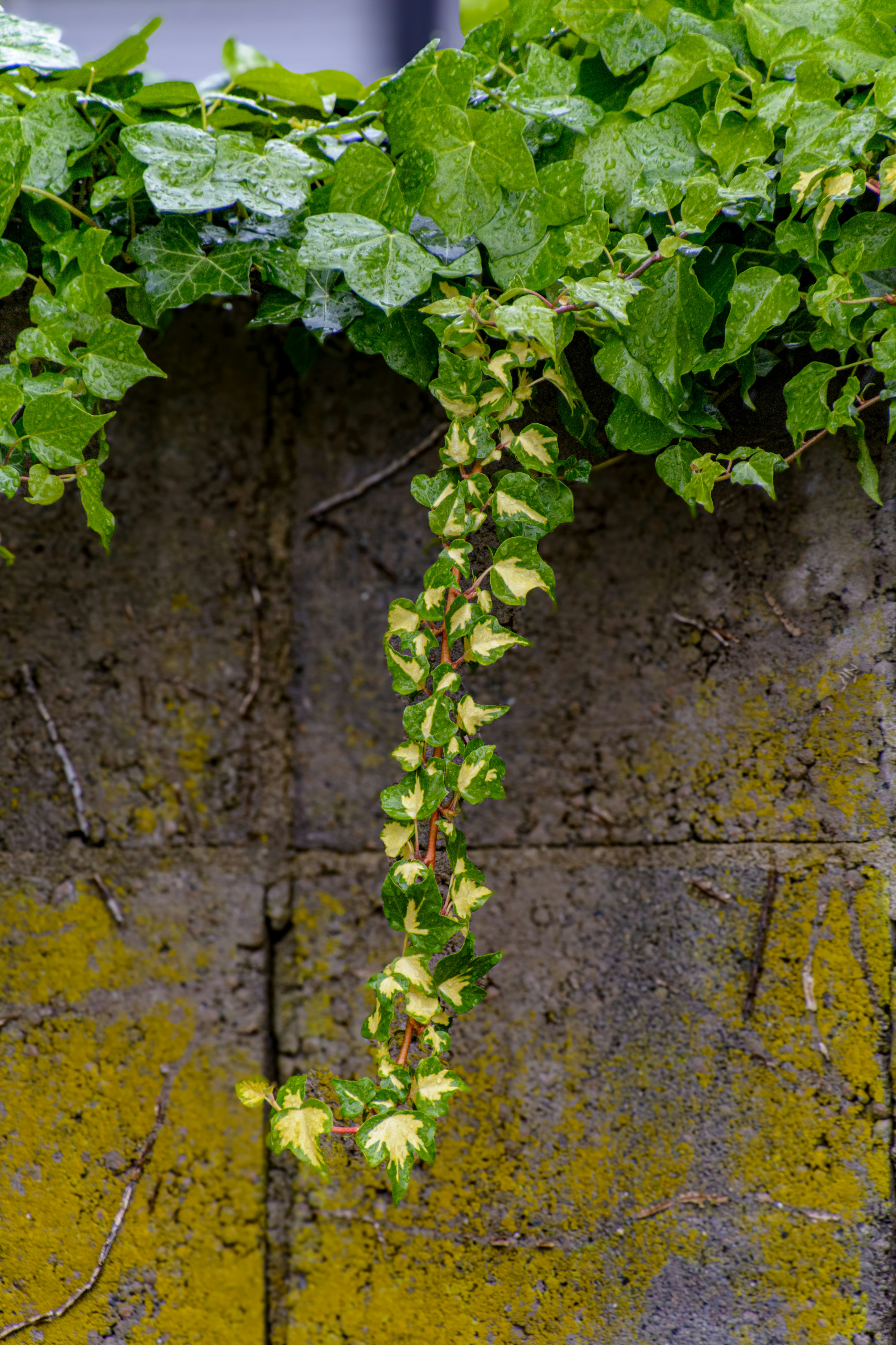 Ivy Ribbon Against Weathered Stone