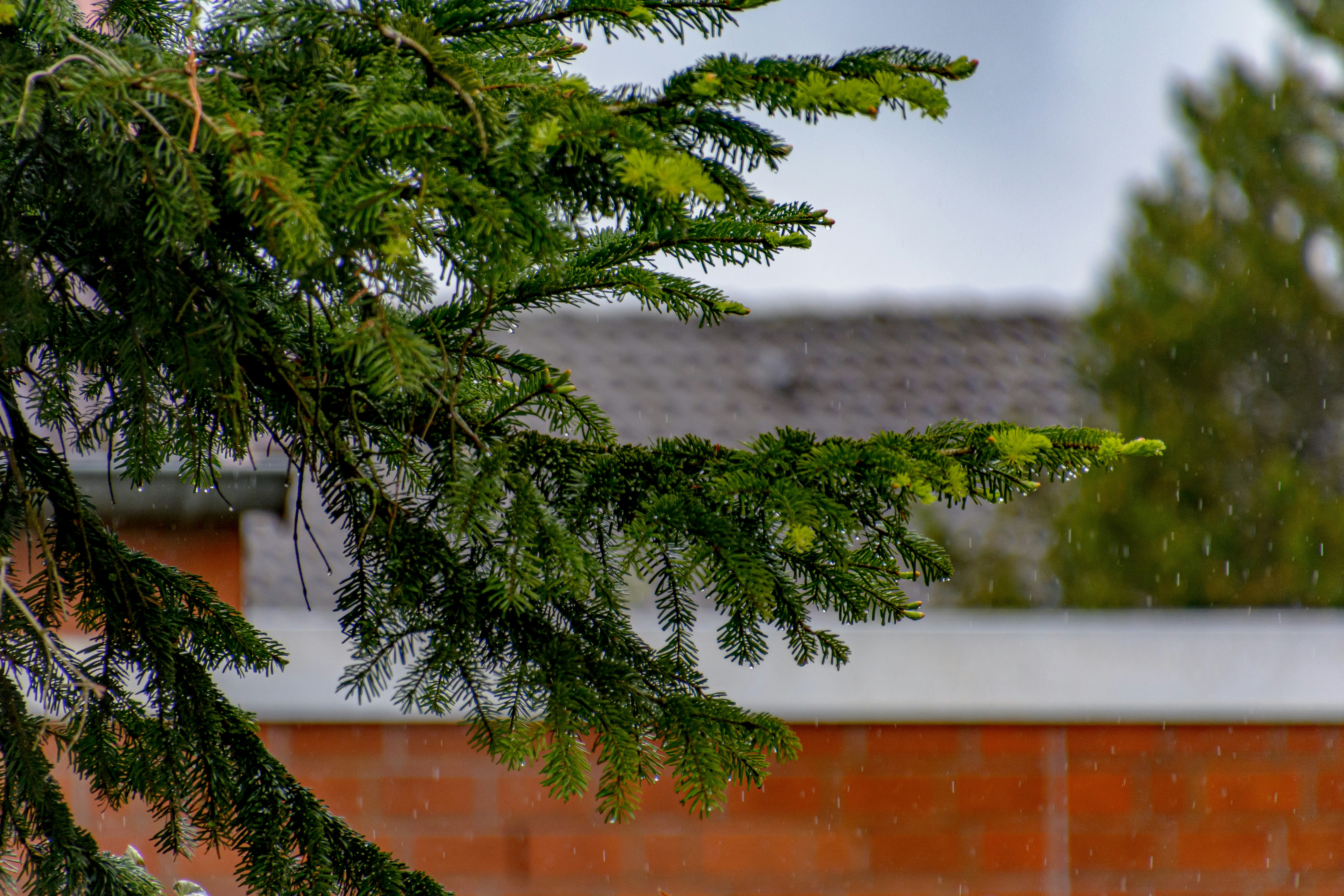 Low-hanging Evergreen Fronds Framing a Quiet Rooftop Scene