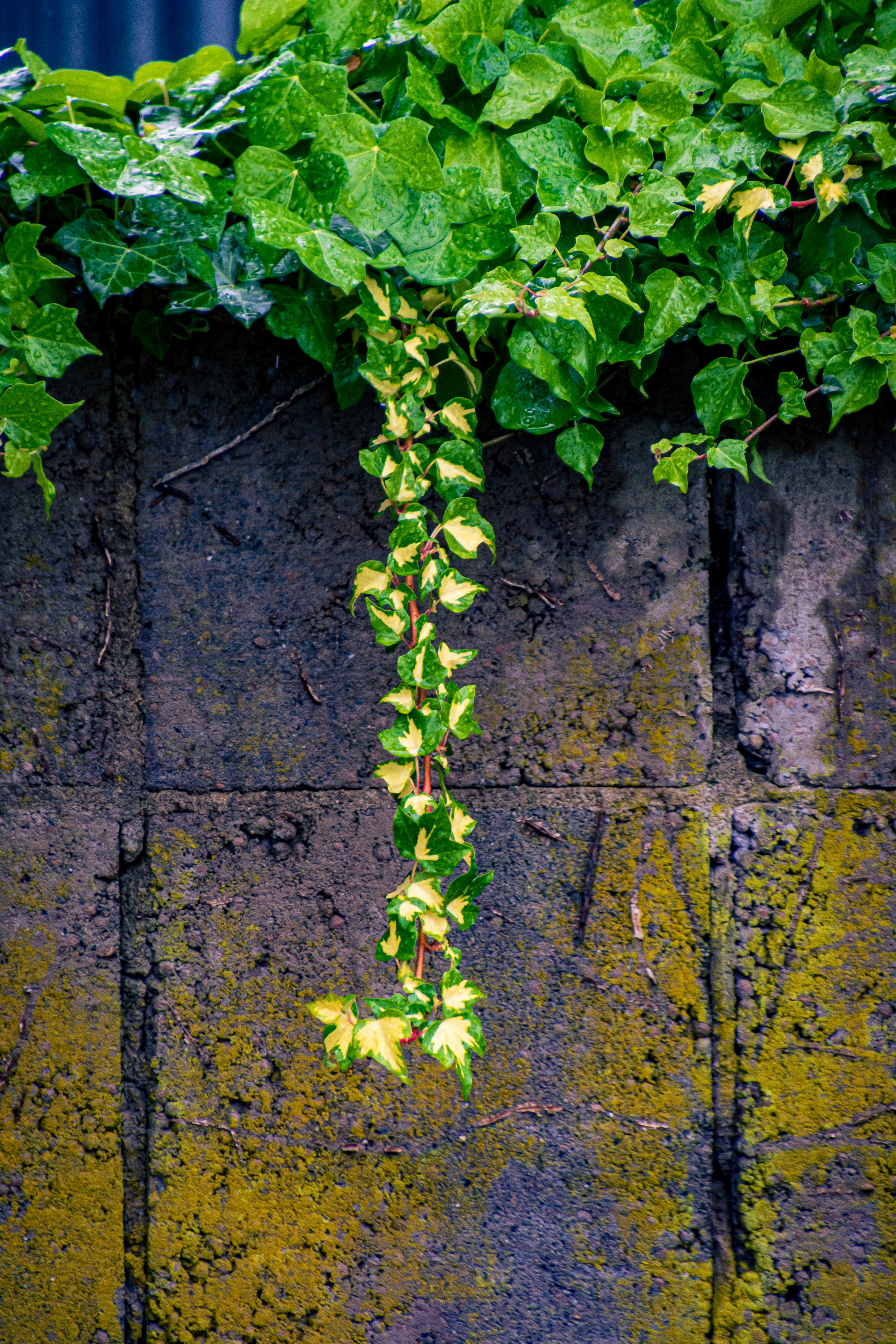Trailing Ivy Over a Mossy Brick Wall