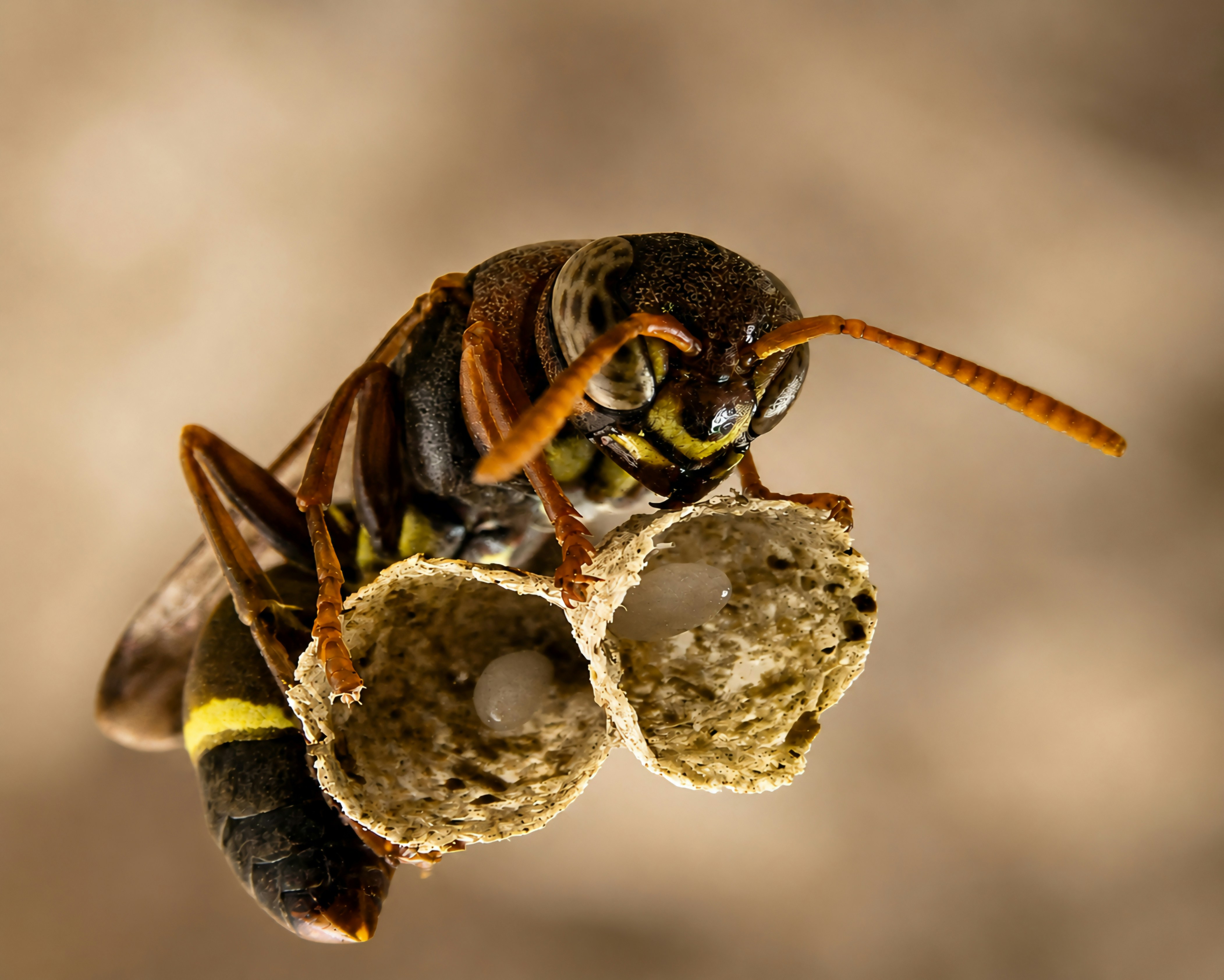 A stunning macro close-up of a wasp guarding its delicate nest filled with tiny eggs. Captured with incredible detail, this image highlights the beauty, texture, and complexity of insect life in the natural world. Perfect for themes related to wildlife, entomology, macro photography, nature, and biodiversity
