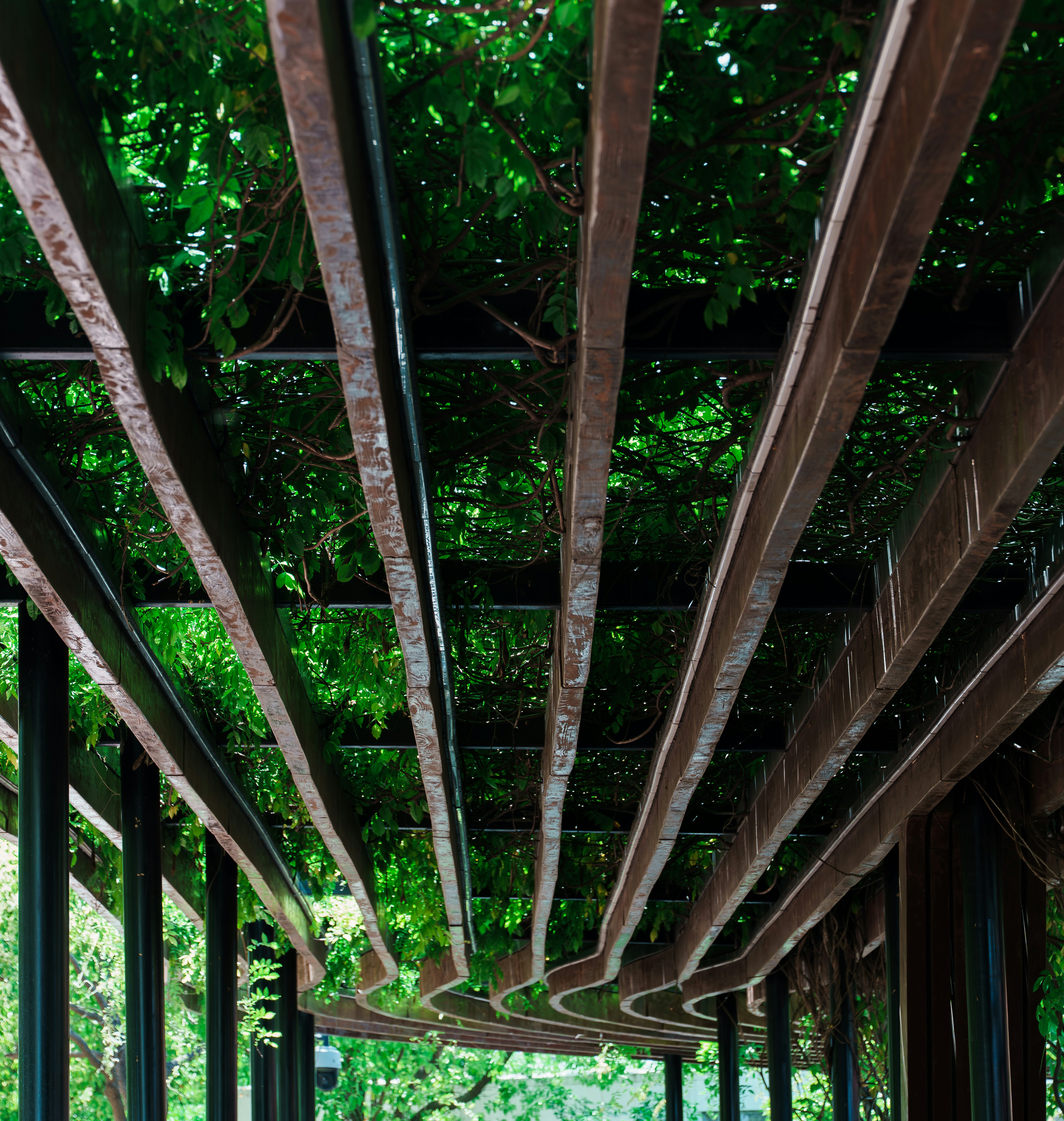 Green Canopy Through a Metal Lattice: An Archway of Stripes