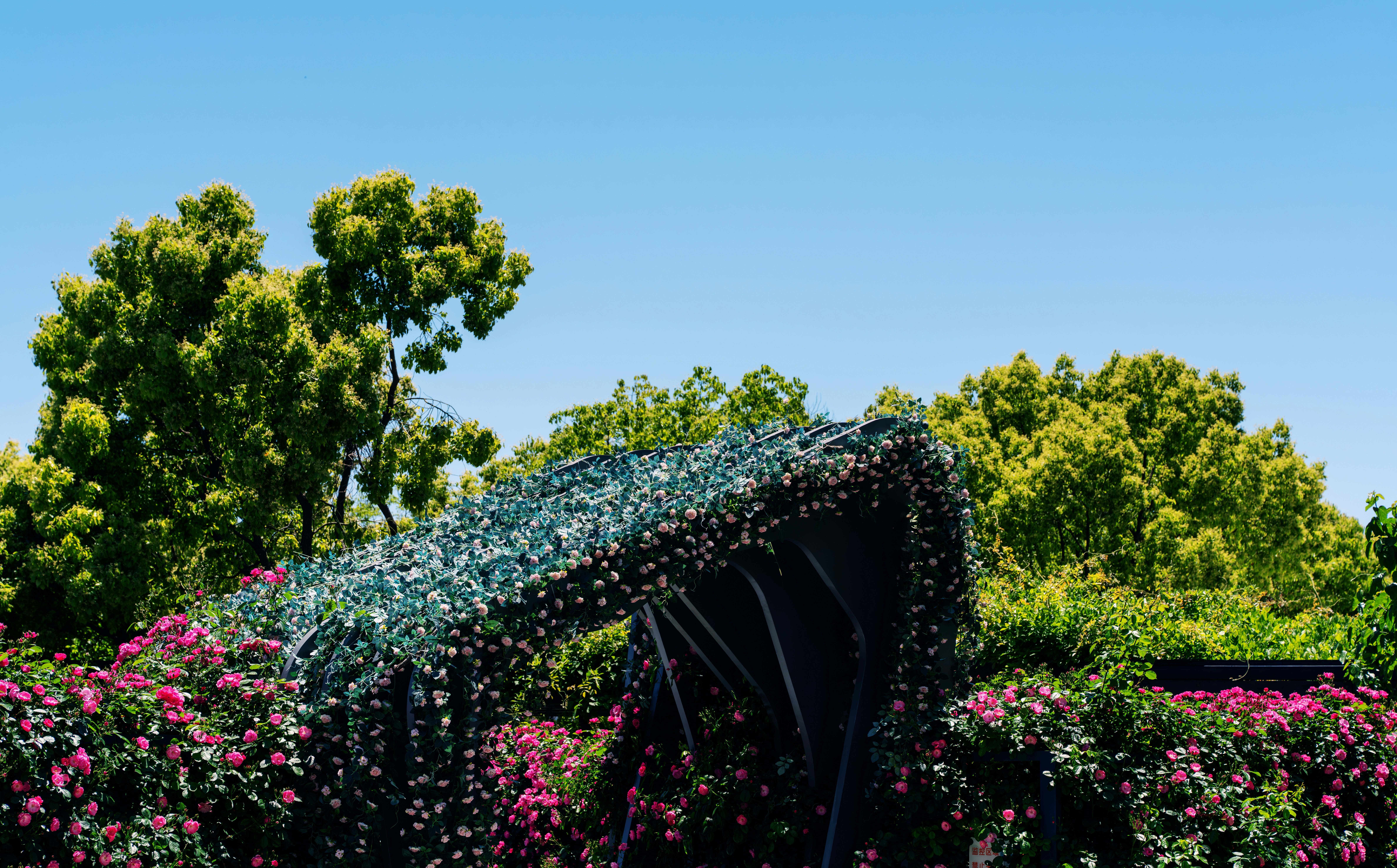 Blooming Arbor Beneath a Clear Sky