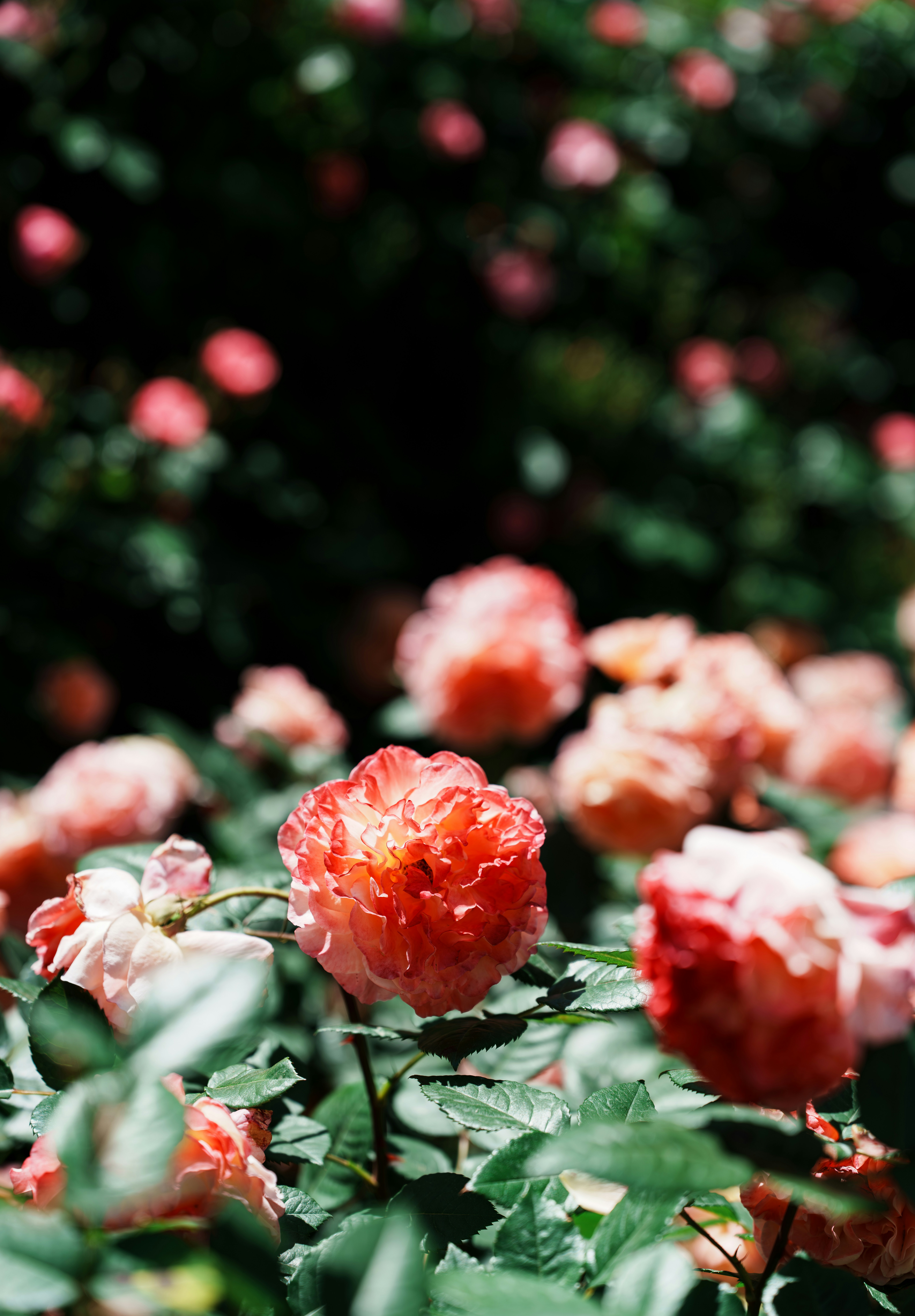 Rose Mosaic: a vivid cluster of coral blooms under soft dappled light