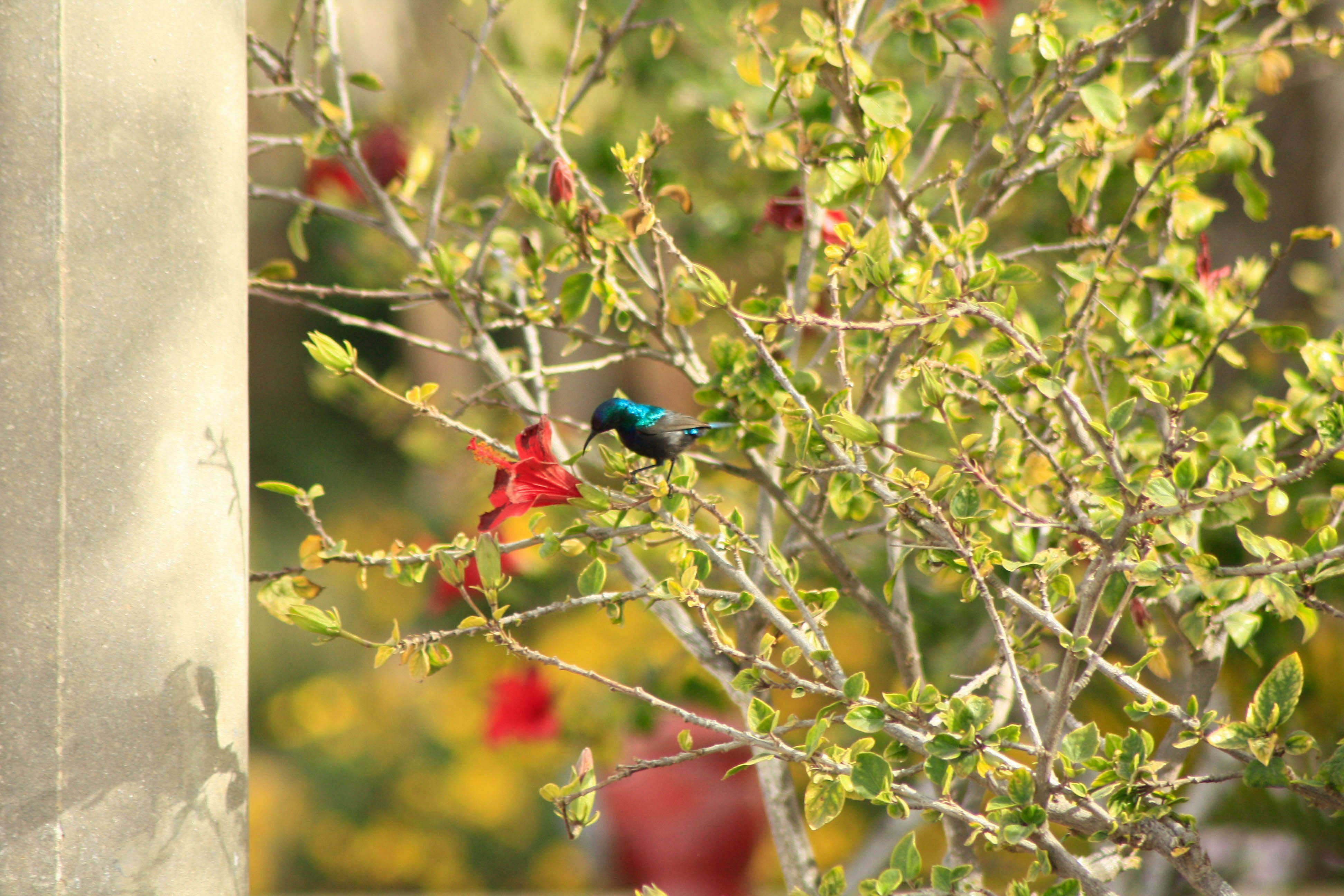Azure-winged Kingfisher Briefly Hidden Among Bougainvillea