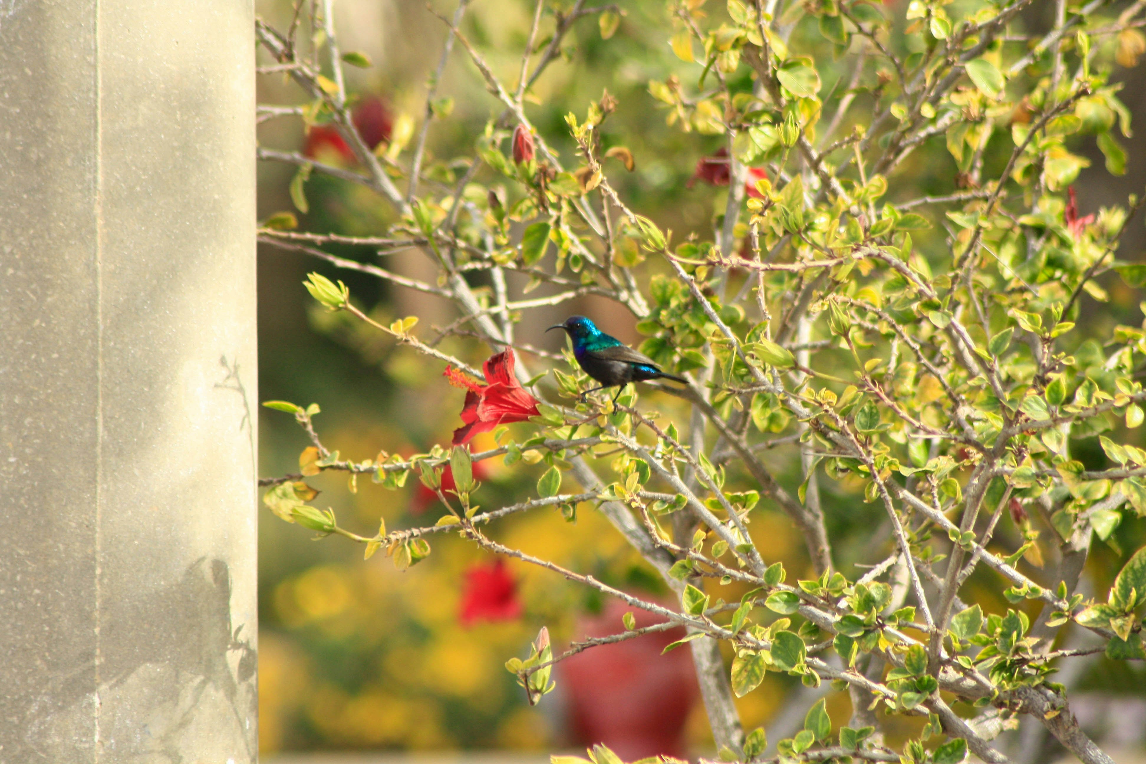 Azure-splashed Hummingbird in a Sunlit Garden