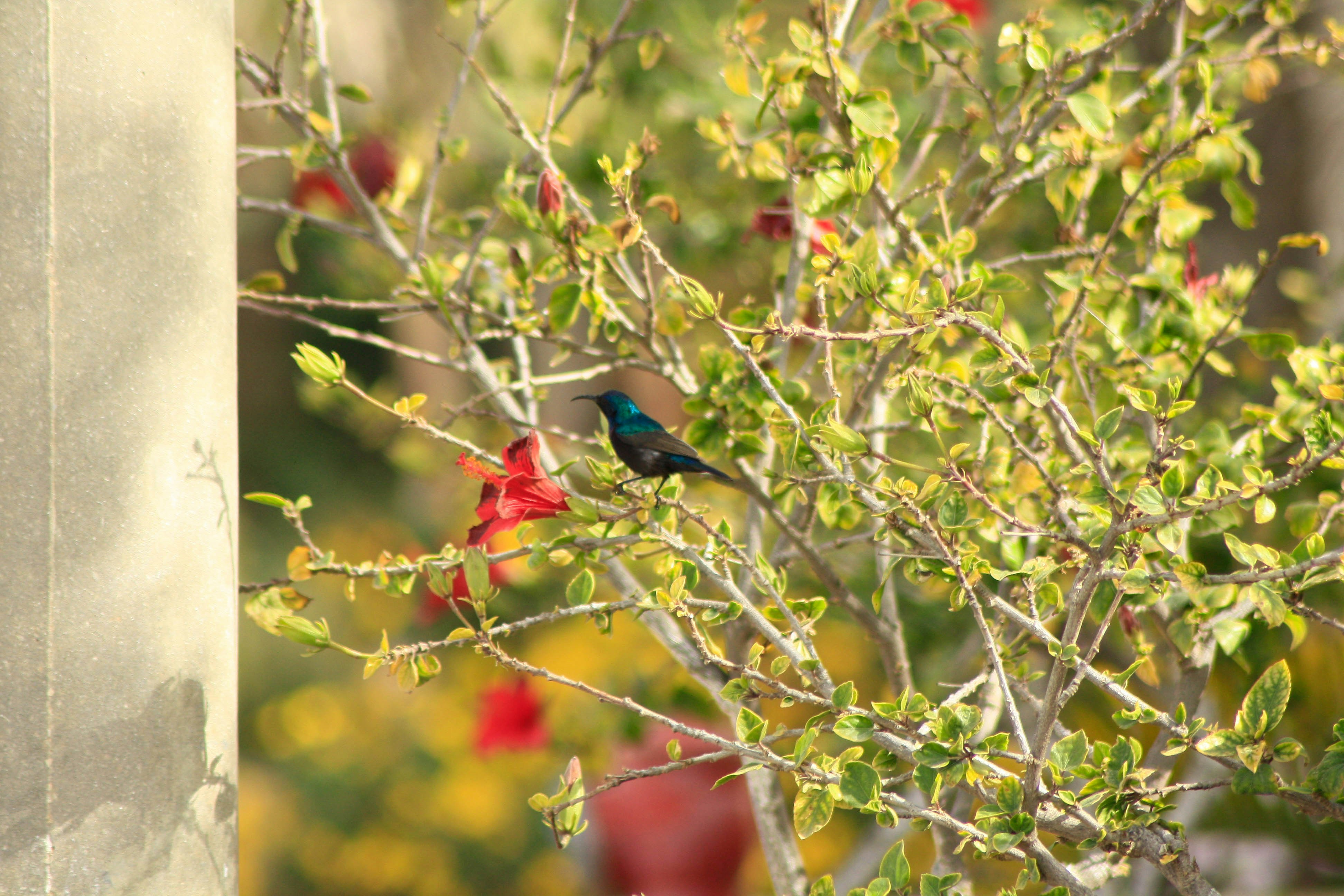 Azure Zephyr in the Leaves: A Tiny Bird on a Thorned Stage