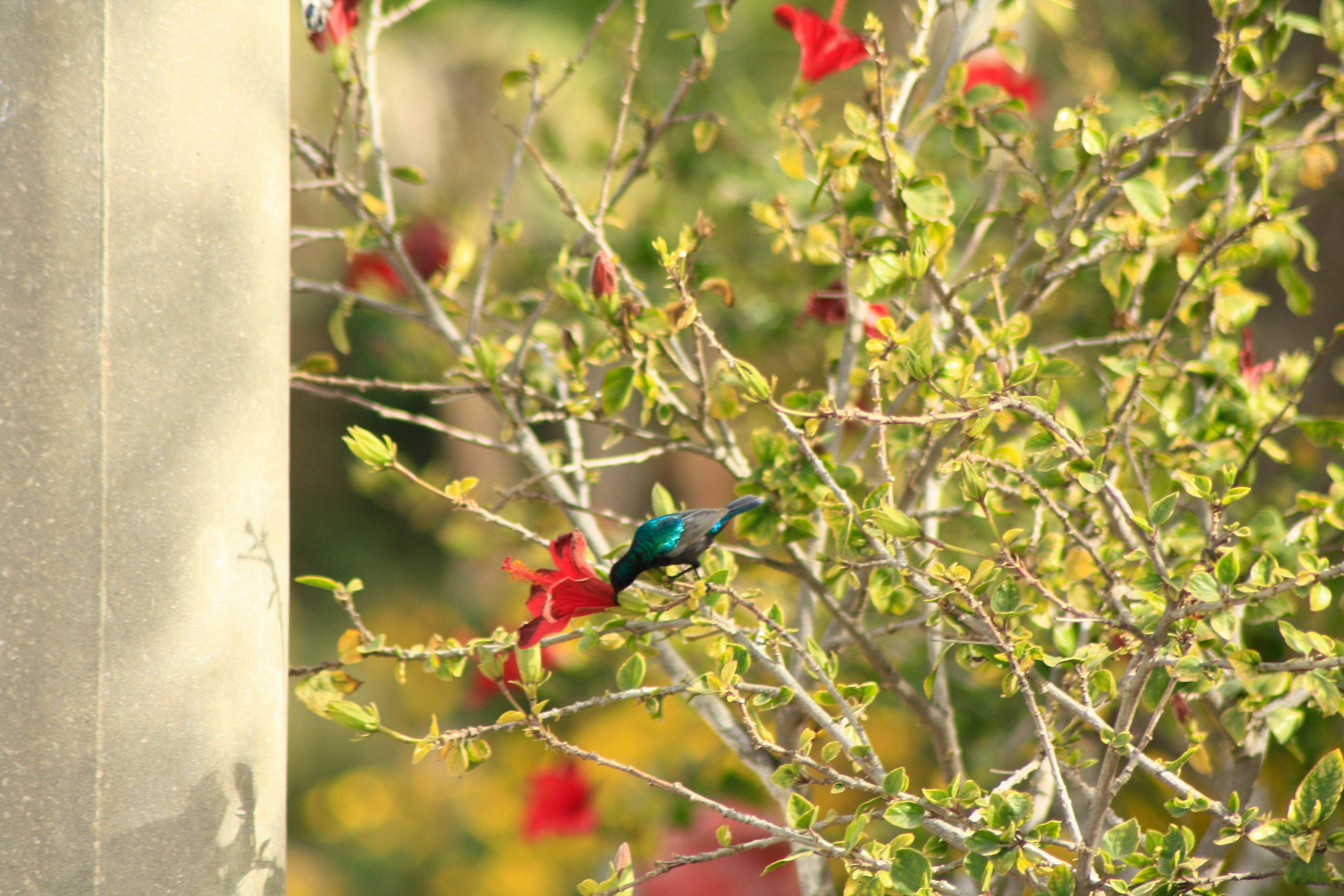 Azure-Feathered Jewel: Hummingbird in Sunlit Foliage