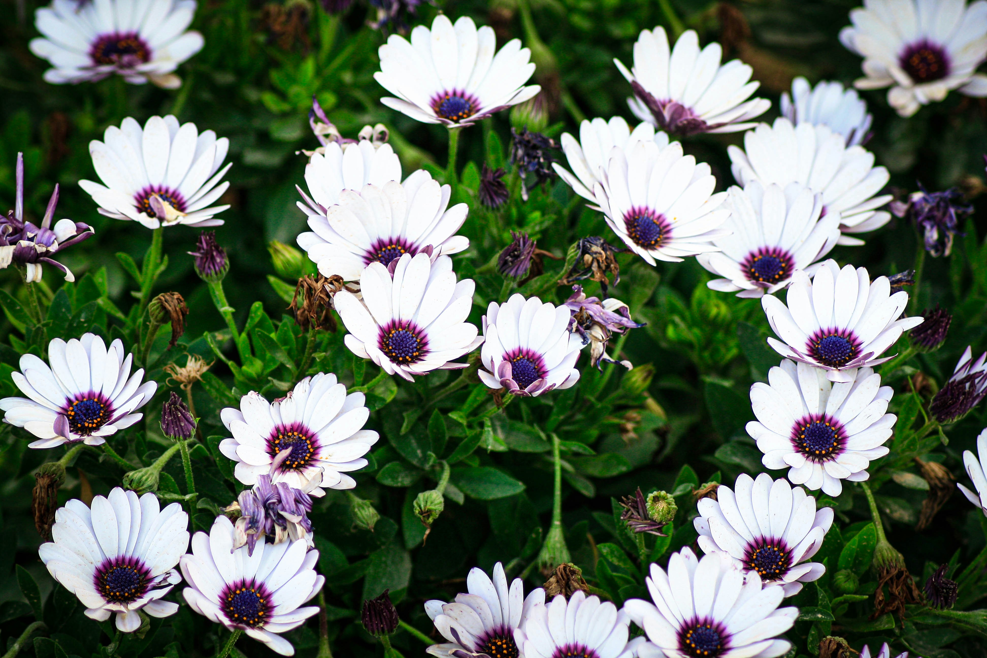 White daisies bloom in a dense garden bed with deep green foliage