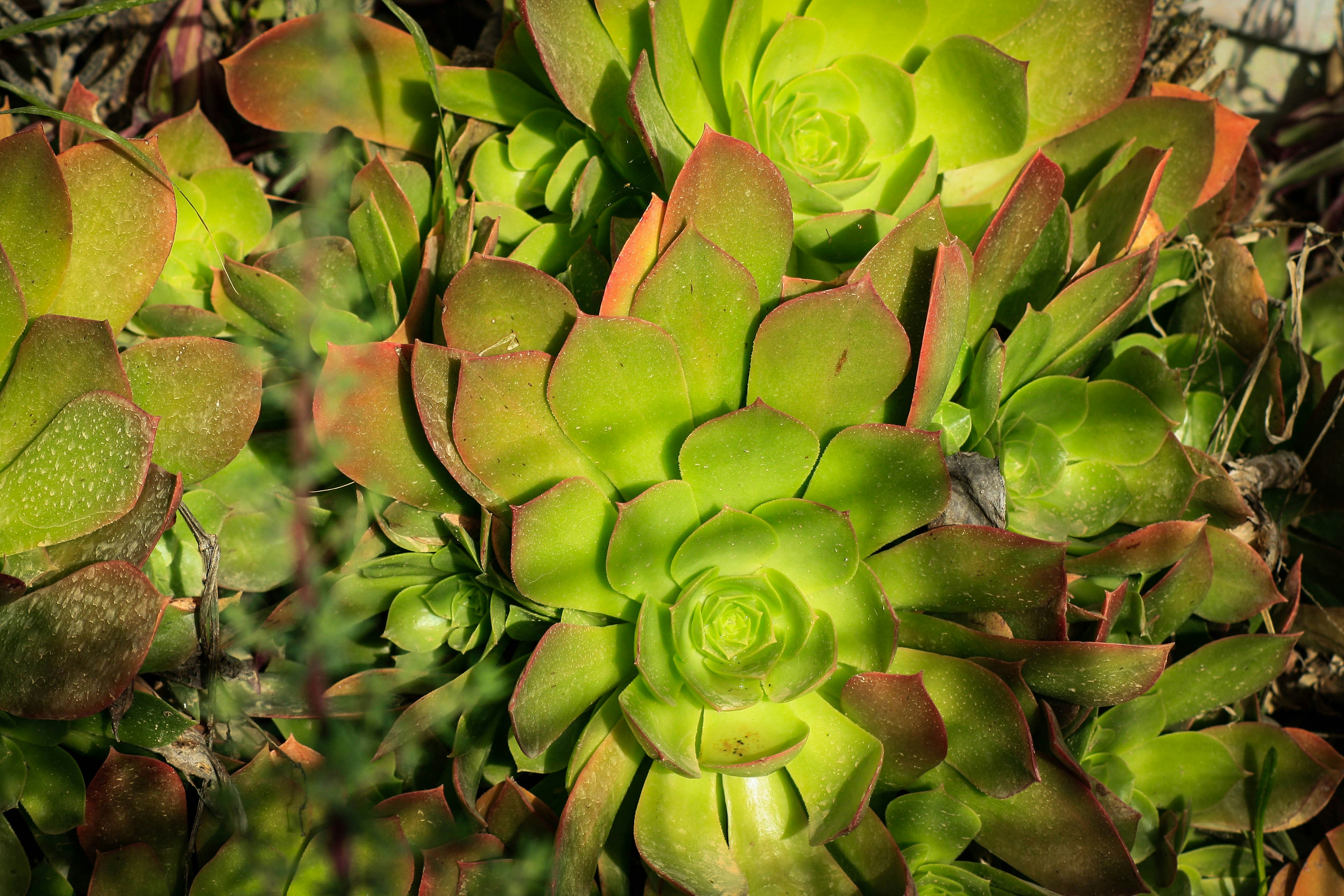 Sunlit Rosettes: A Close-Up of Potted Succulent Rosettes