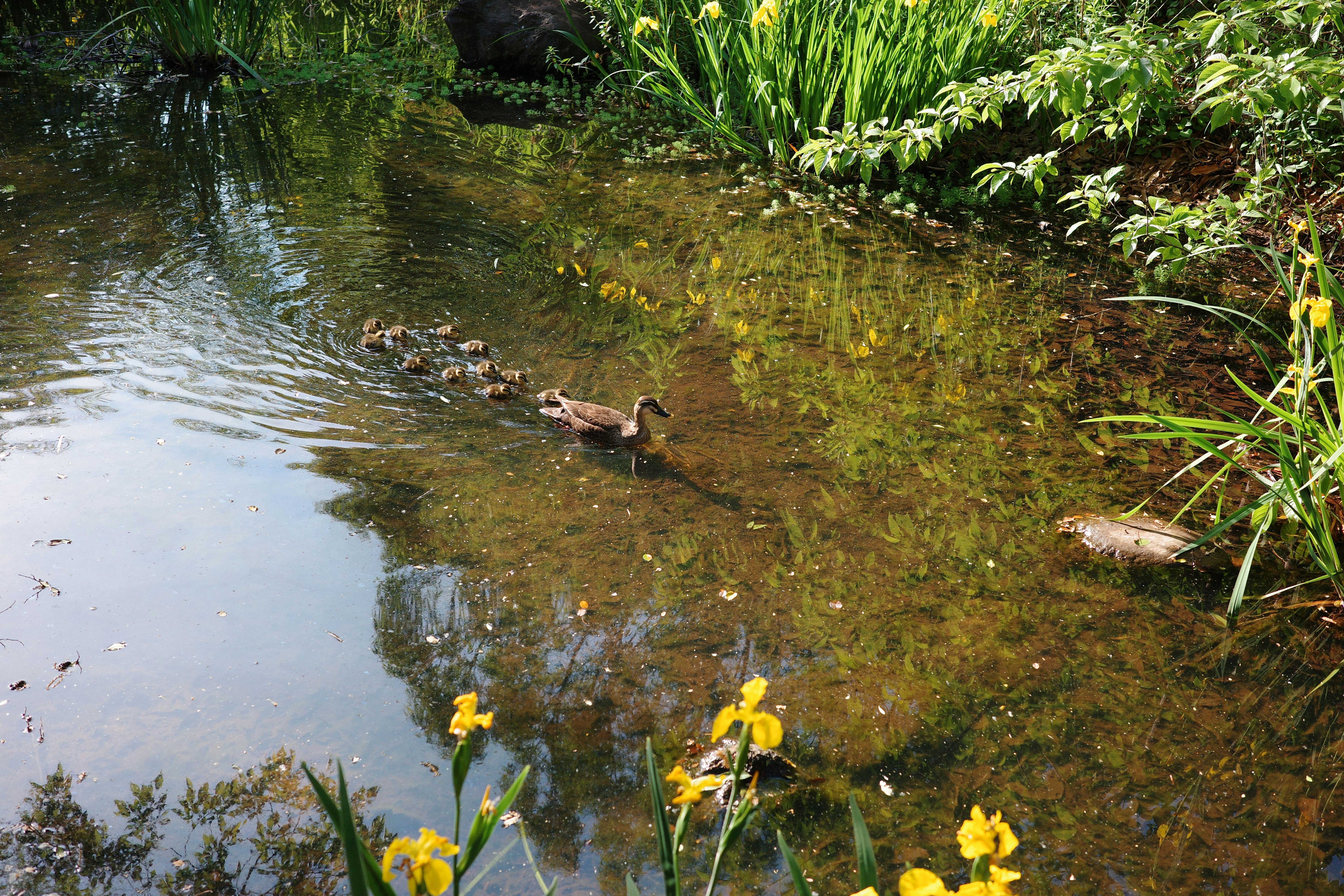 Duckling Glide Across a Quiet Garden Pond
