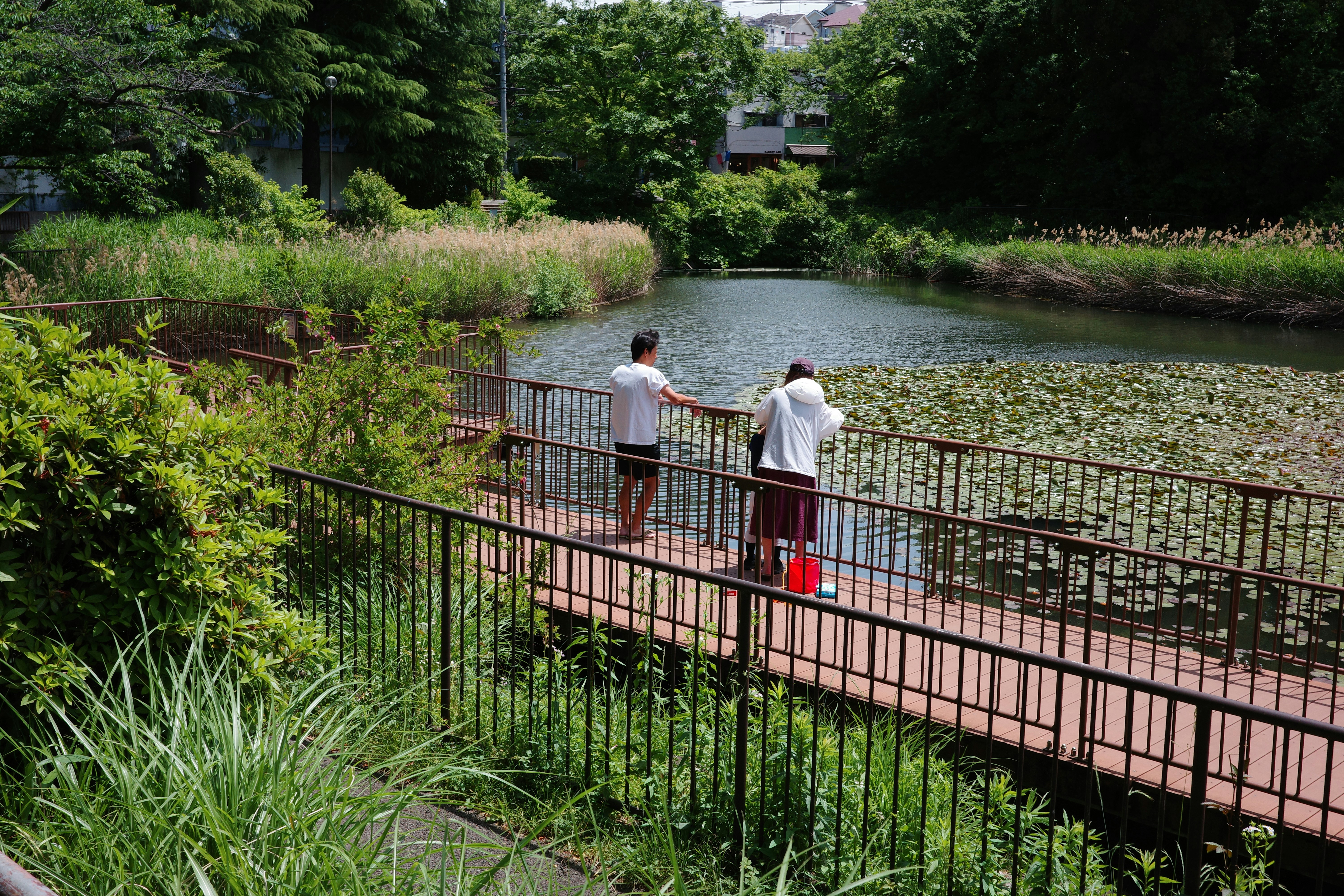 Bridge Over Calm Waters: A Quiet Moment by the Park Pond