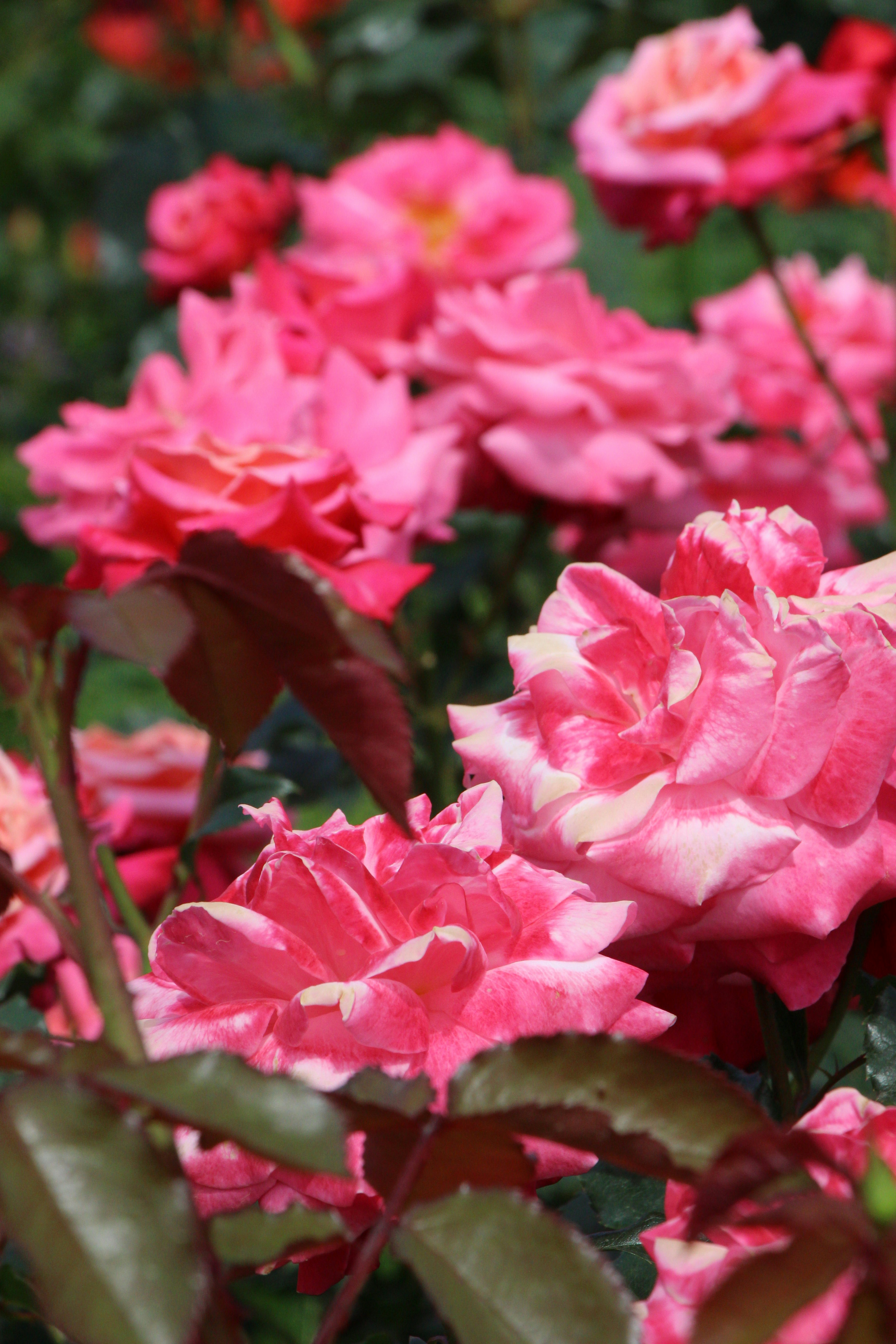 Pink Roses in a Quiet Rose Garden Bloom
