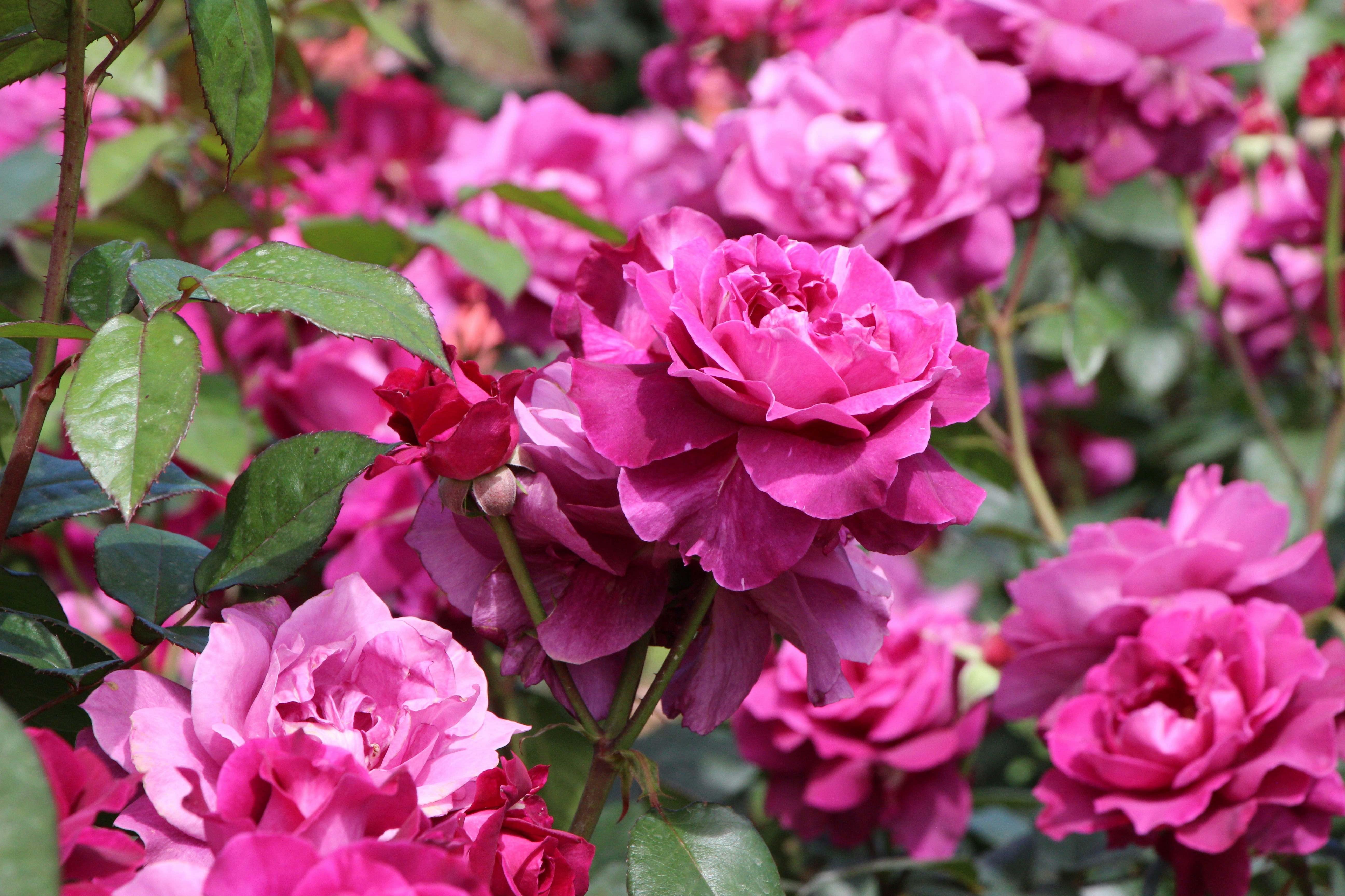 Velvet Bloom: A Cluster of Pink Roses in Quiet Fragrance