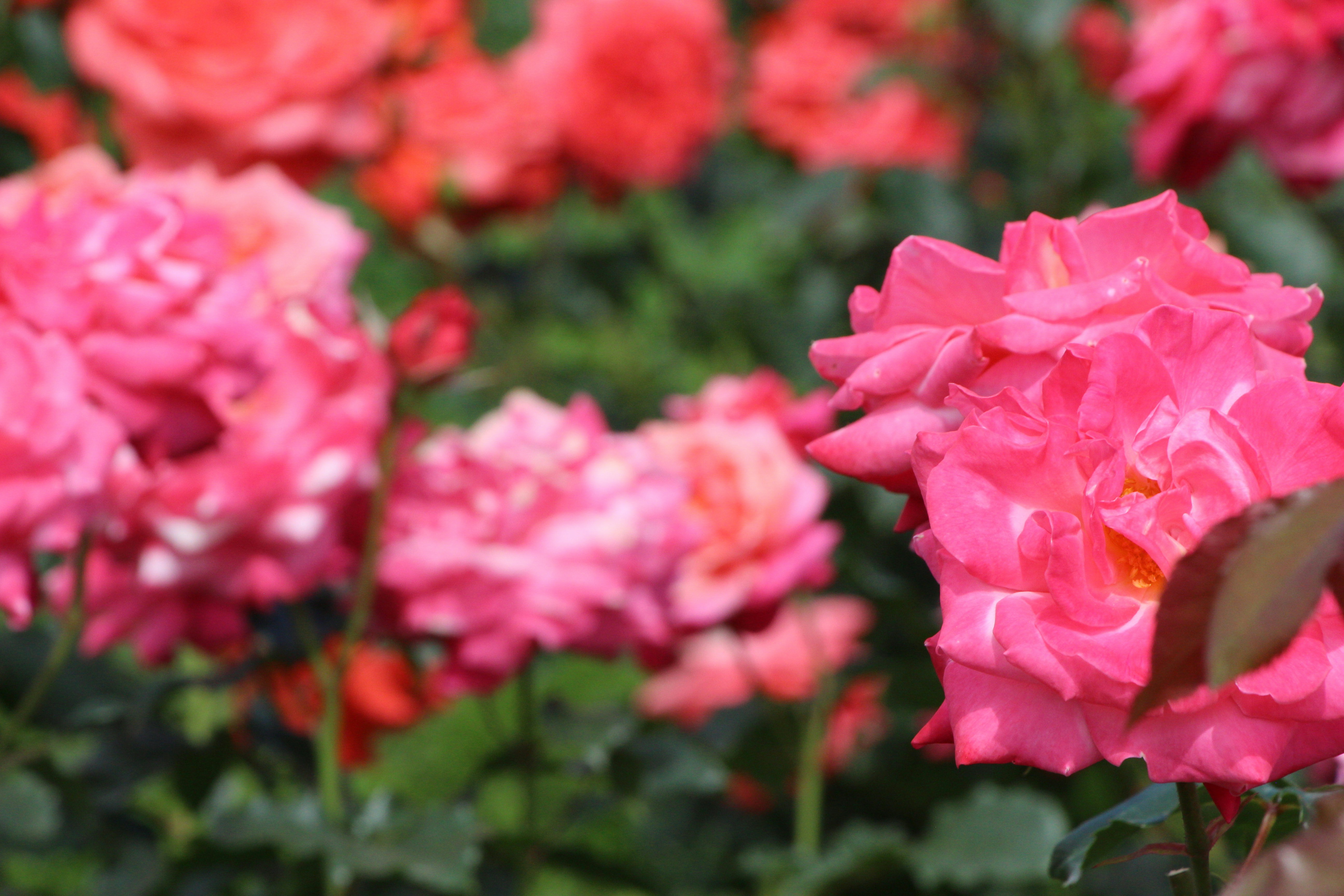 Close-up Of A Pink Rose In A Garden Bed