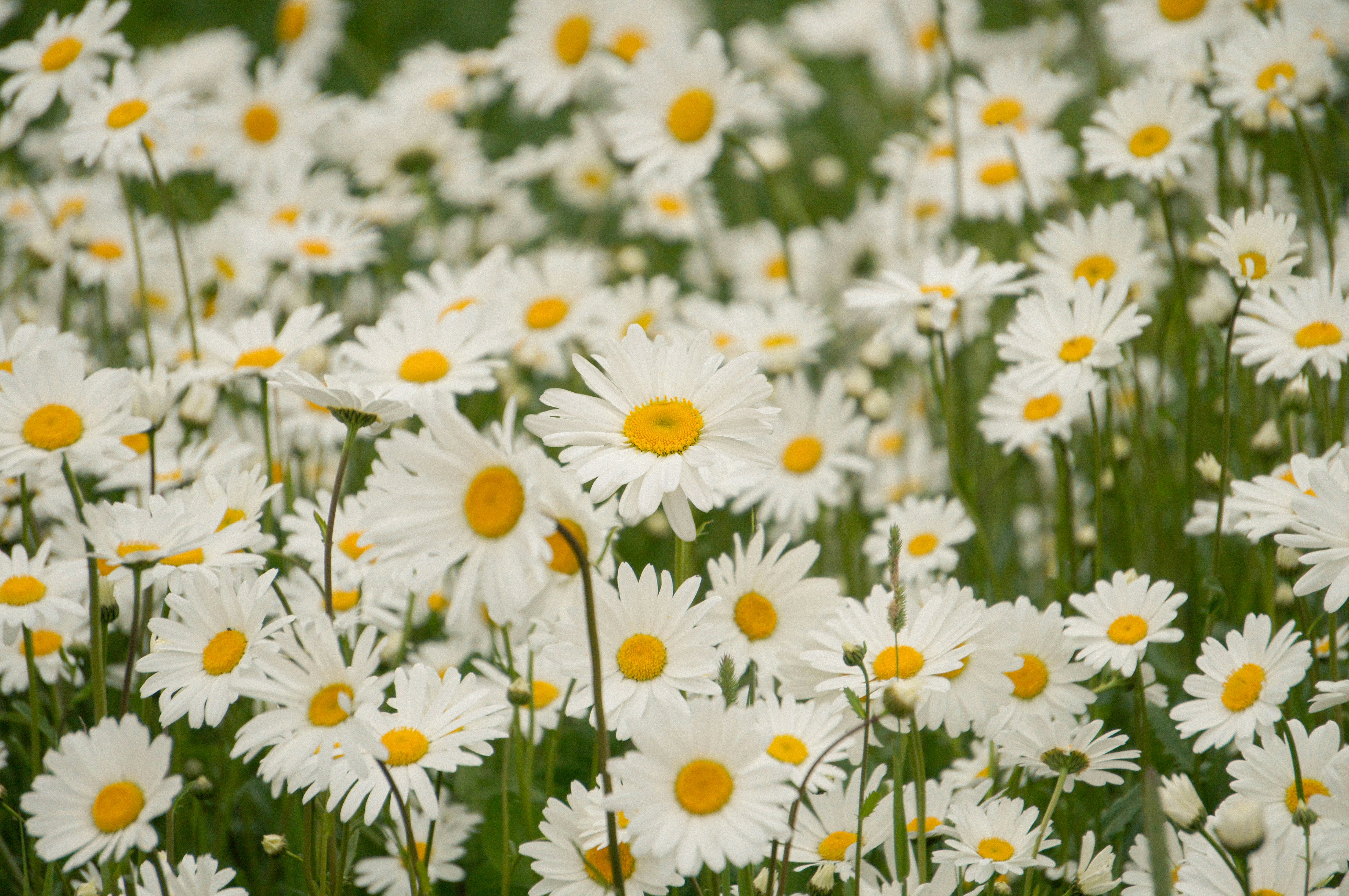 Field of White Daisies Under Soft Afternoon Light