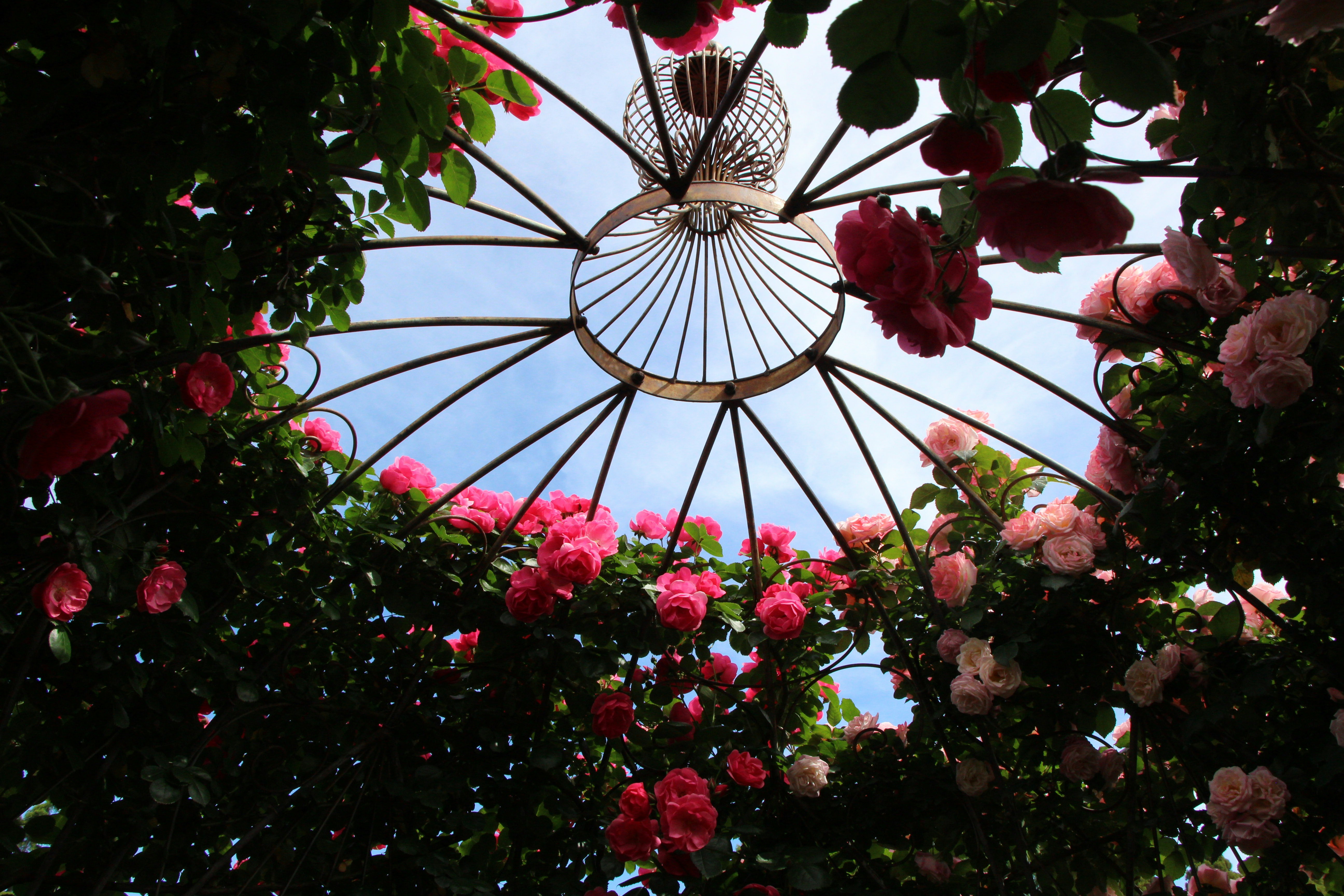 Petal Dome: Roses Framing a Skyward Metal Ring